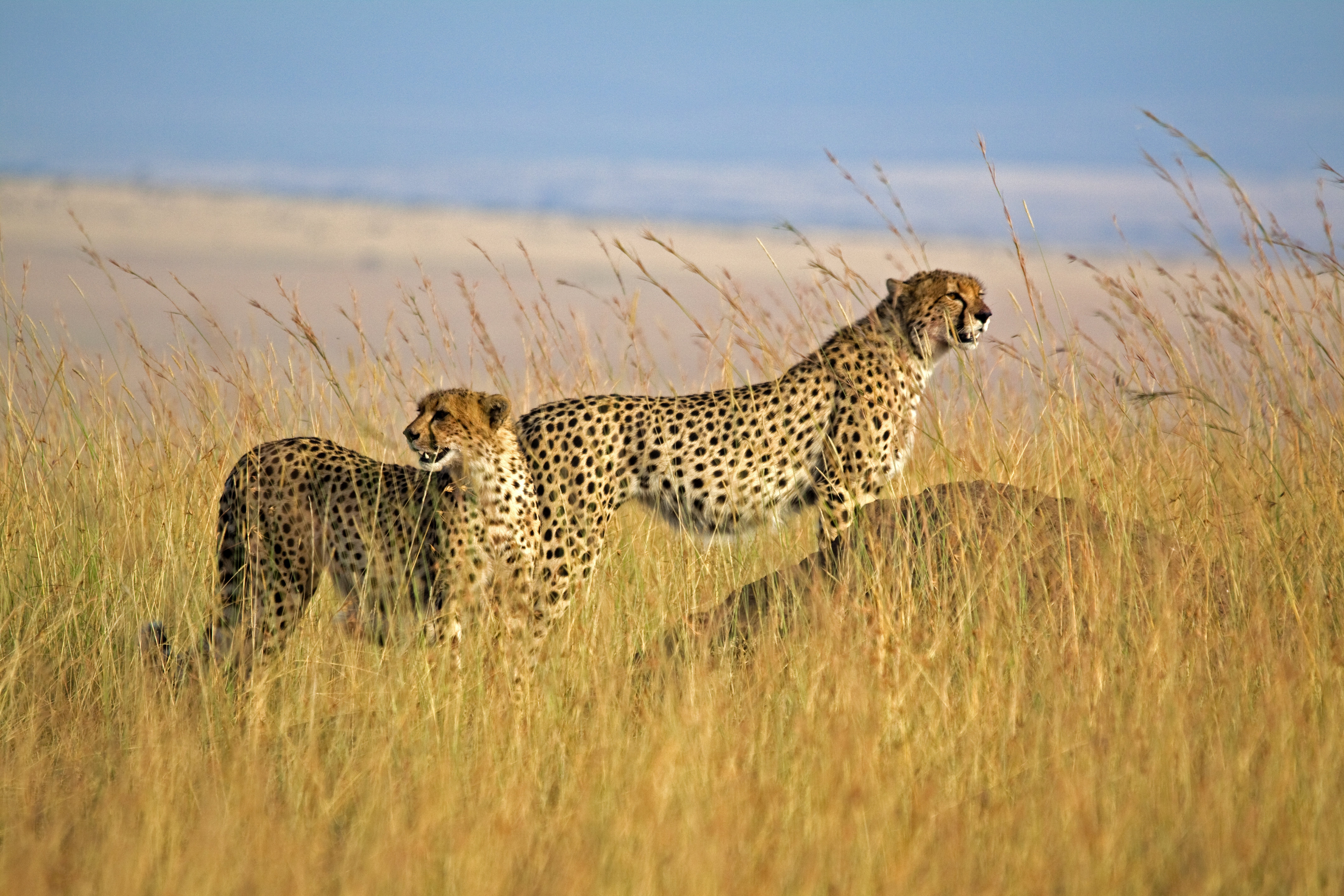 17 Stories Two Cheetah In High Grass by WLDavies - No Frame Art Prints ...