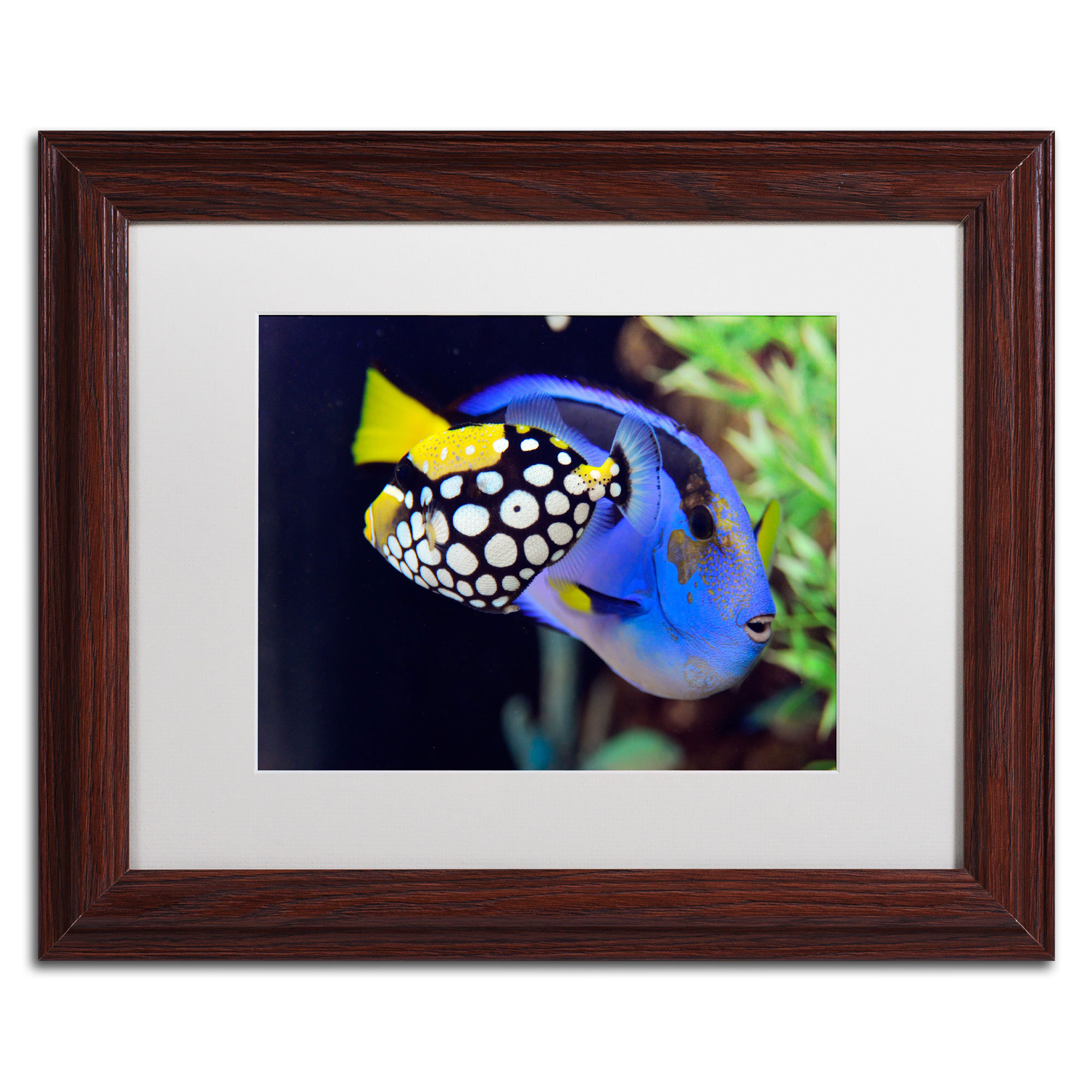 Trademark Fine Art 'Colourful Tropical Fish' by Kurt Shaffer Framed ...
