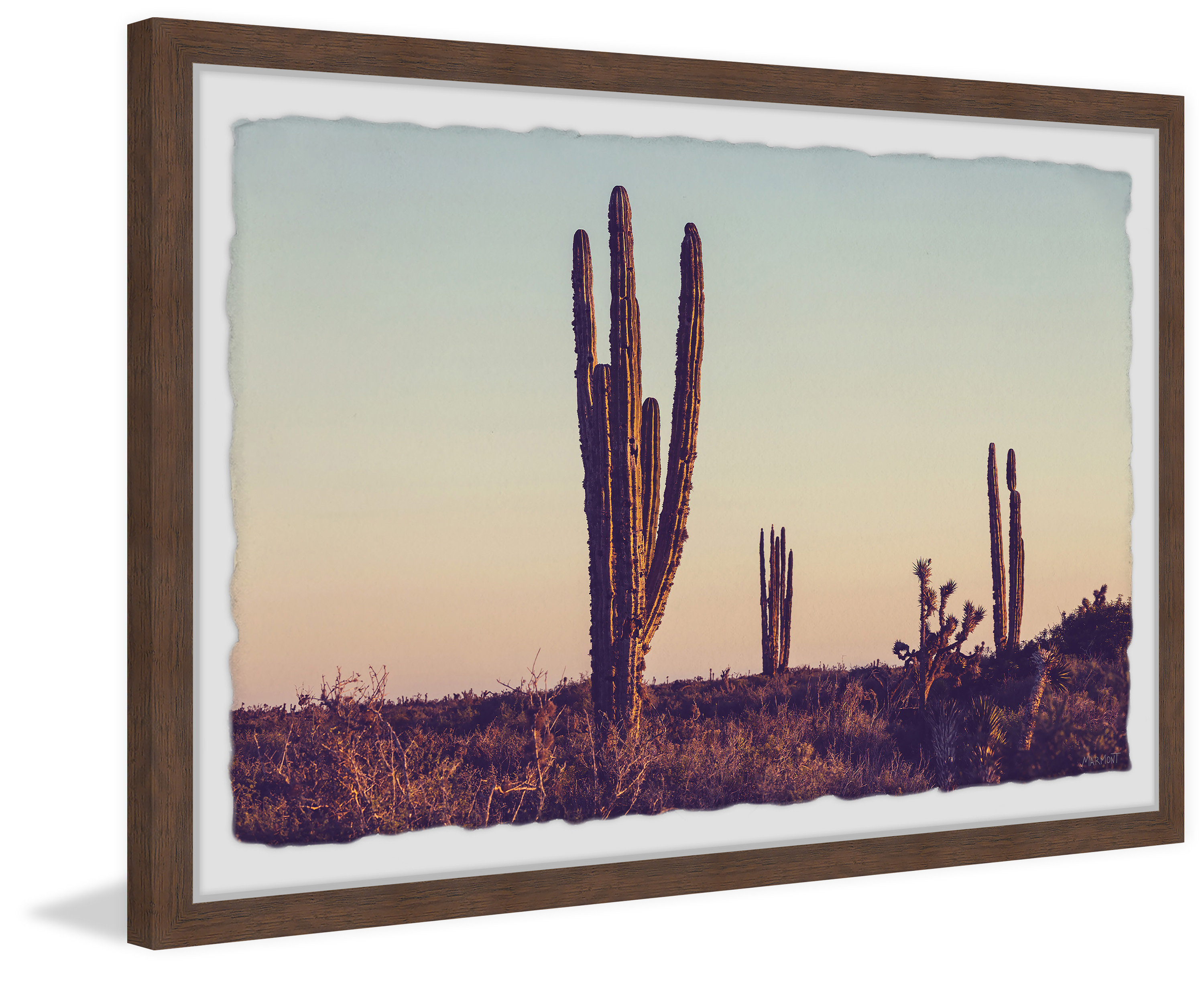 Foundry Select Cactus Sunrise - Picture Frame Photograph | Wayfair
