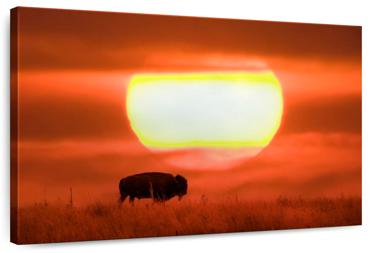 Ebern Designs Brampt American Buffalo At Sunset | Wayfair