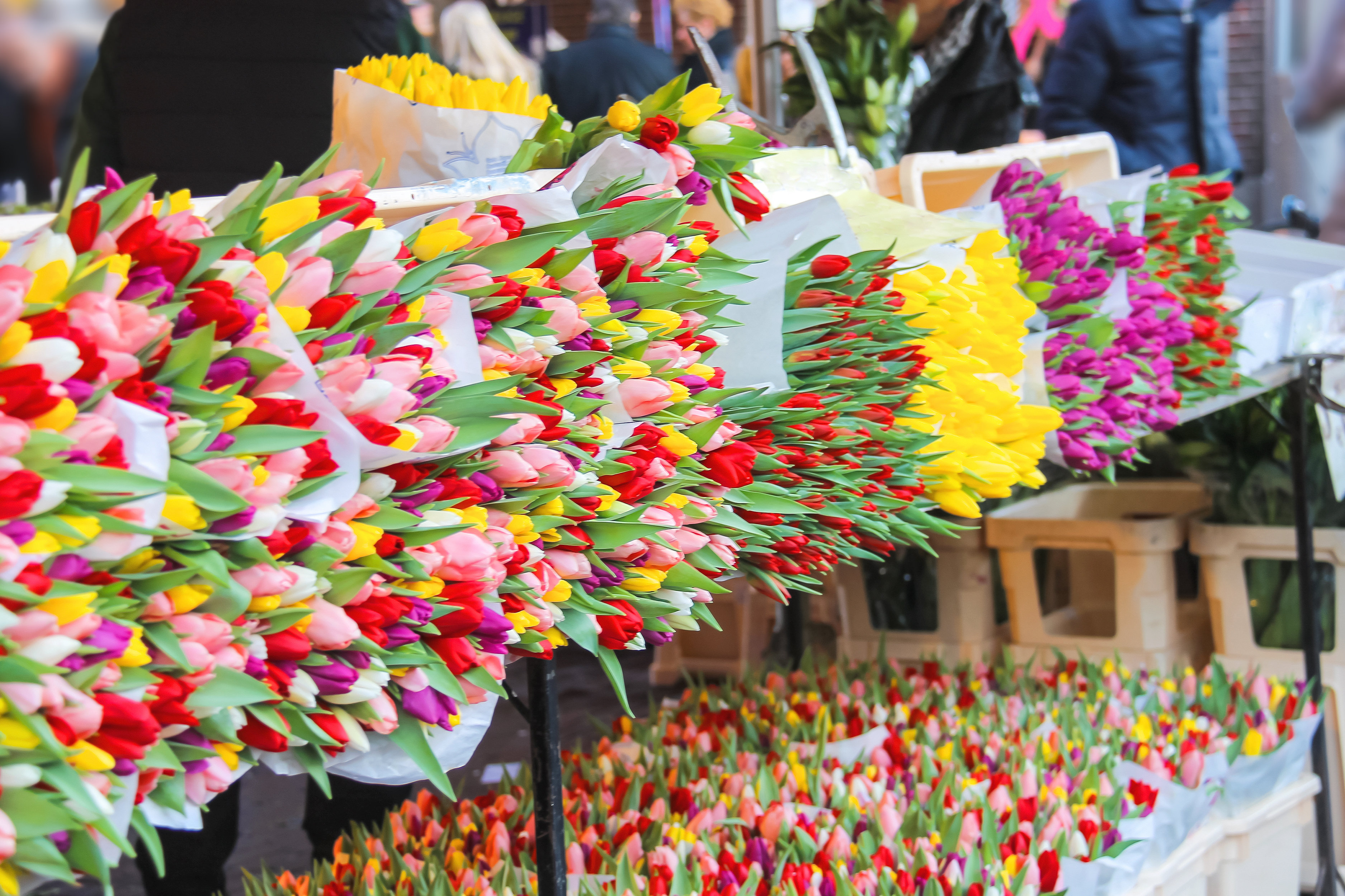 Ebern Designs Tulips in Dutch Market. by Nicknick_Ko - Wrapped Canvas ...