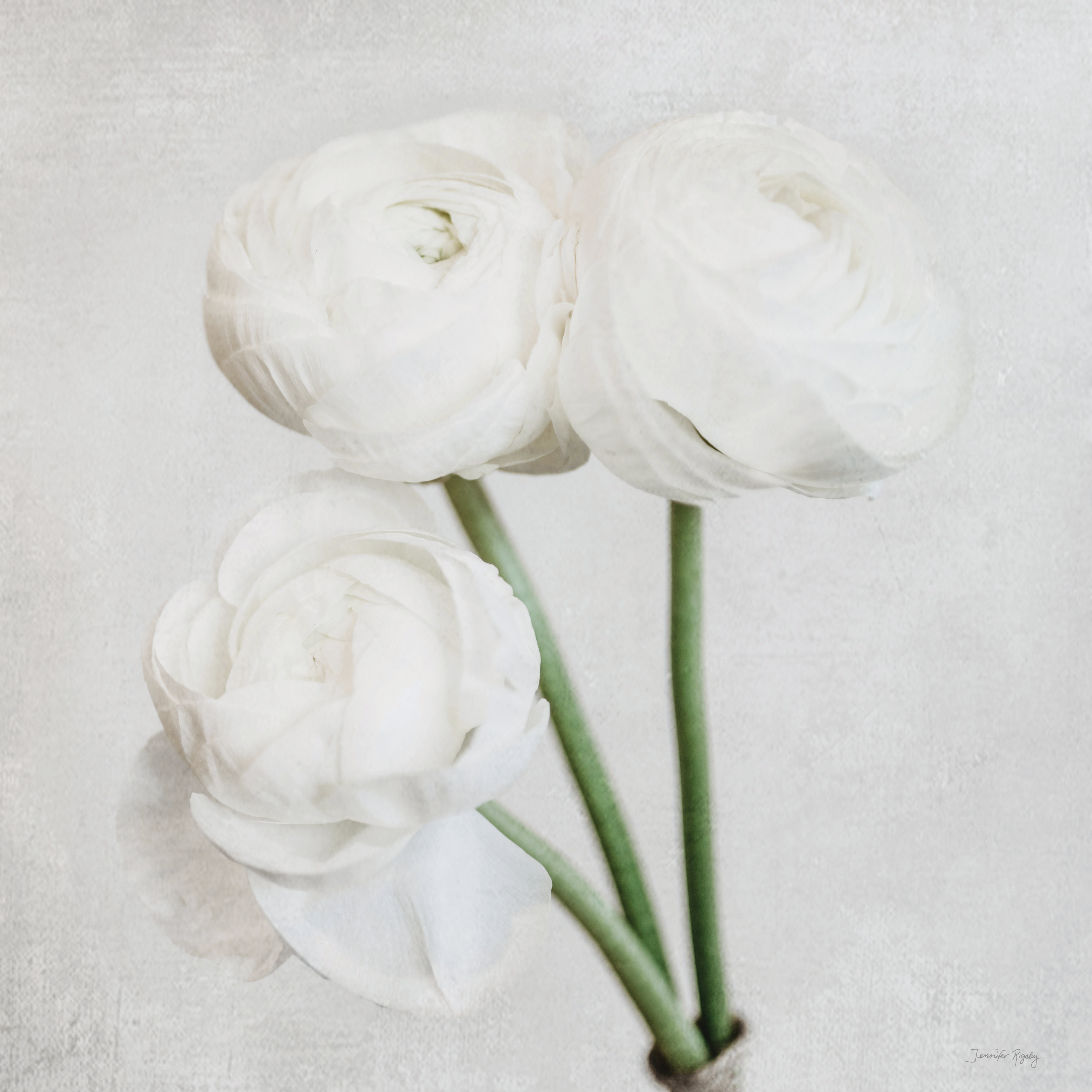 Winston Porter Fresh On Canvas by Jennifer Rigsby Print | Wayfair