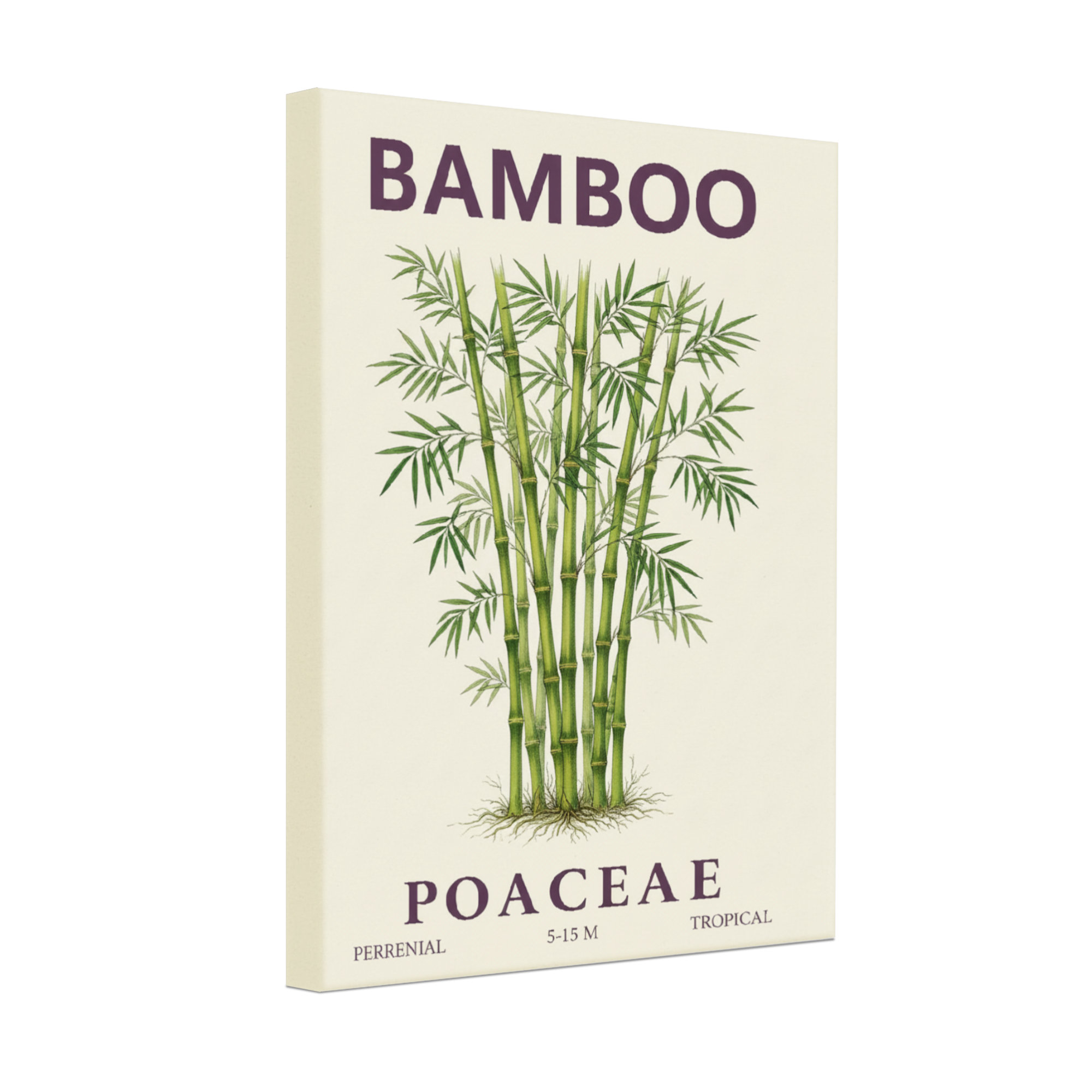 Canora Grey Plants & Flowers Bamboo Plant Poaceae Perennial Tropical 5 ...