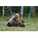 Millwood Pines " Mama Brown Bear And Her Cubs " by Lucaar on Canvas ...