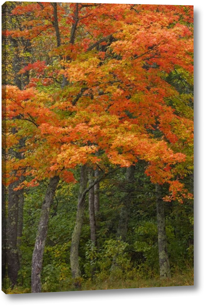 Millwood Pines 'Michigan Autumn Maple Trees' Photographic Print on ...