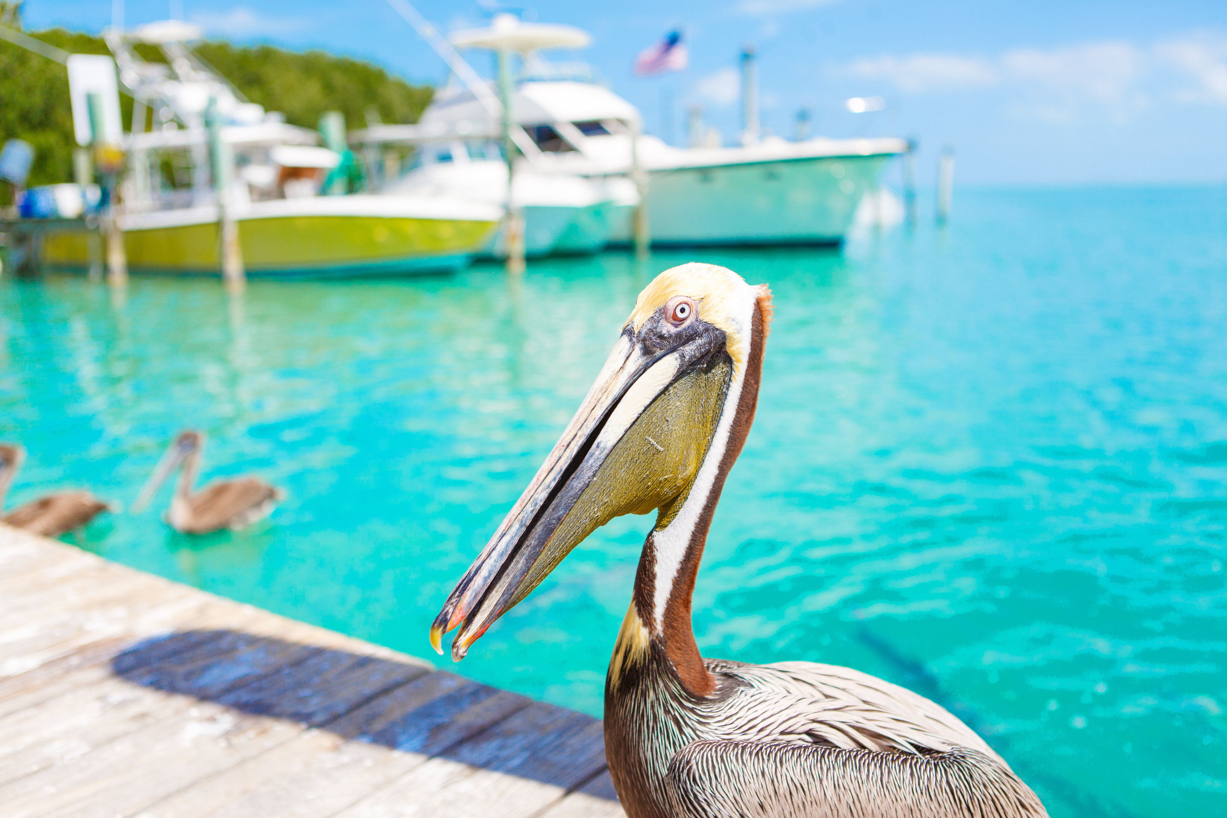 Highland Dunes Big Brown Pelicans by Romrodinka - Wrapped Canvas ...