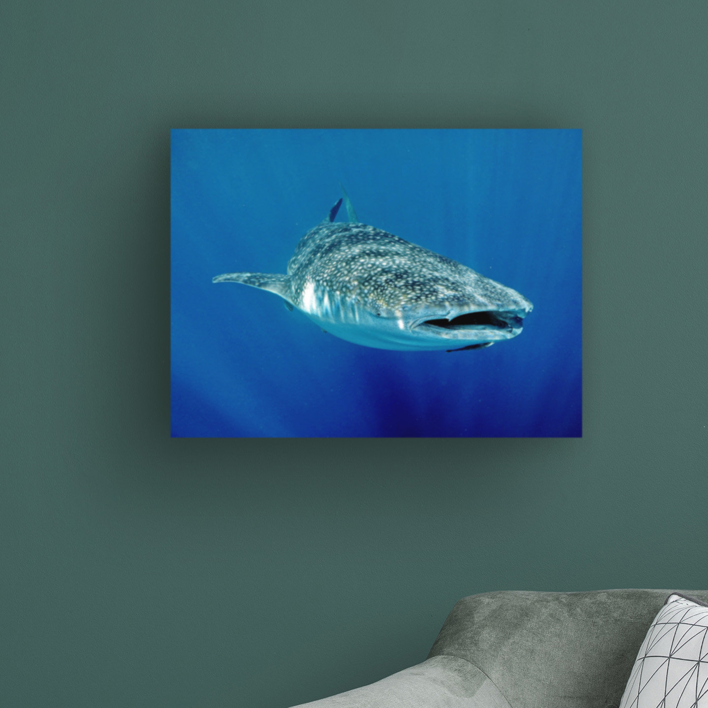 Highland Dunes Shark in Light by Gary A Lindenbaum - Wrapped Canvas ...