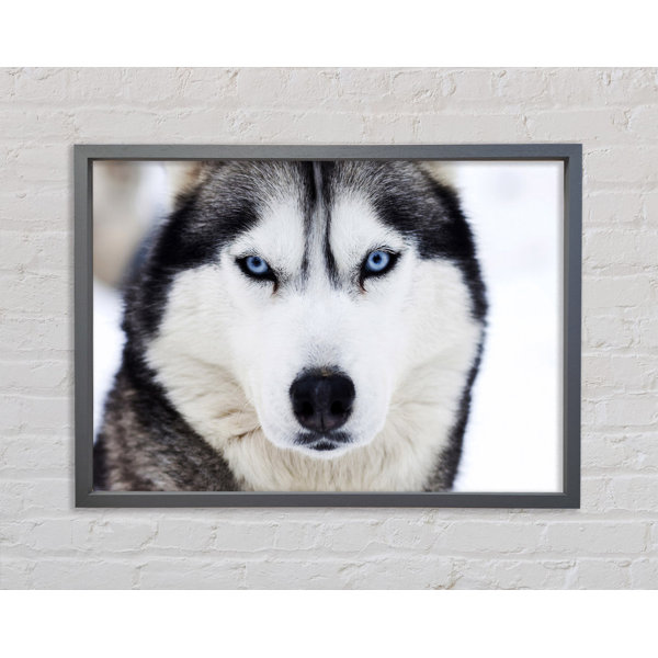 Bright Star Husky Dog Snow Face - Single Picture Frame Art Prints on ...