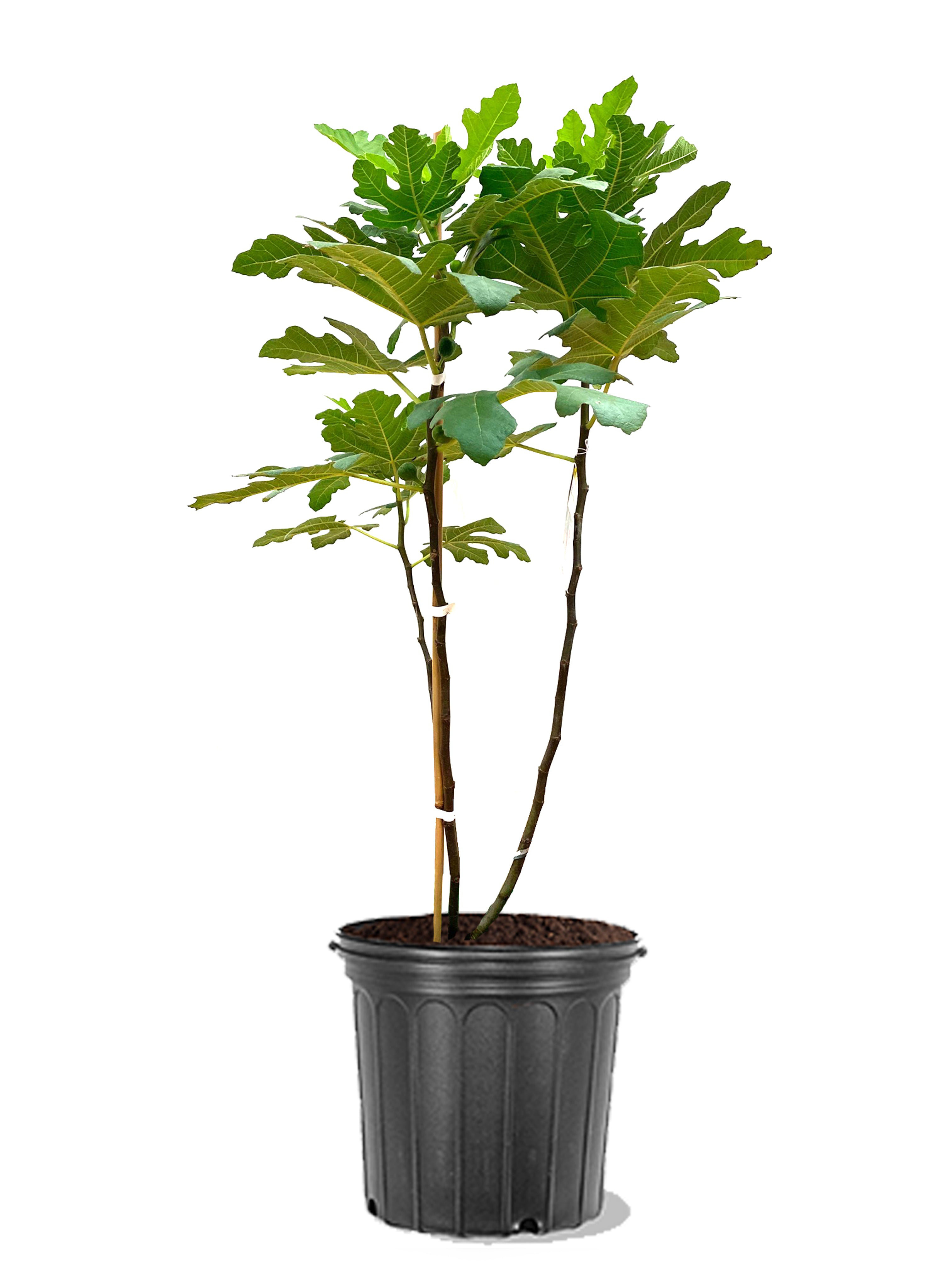 American Plant Exchange Fruit Trees Live Fig Brown Turkey Tree, 5 ...
