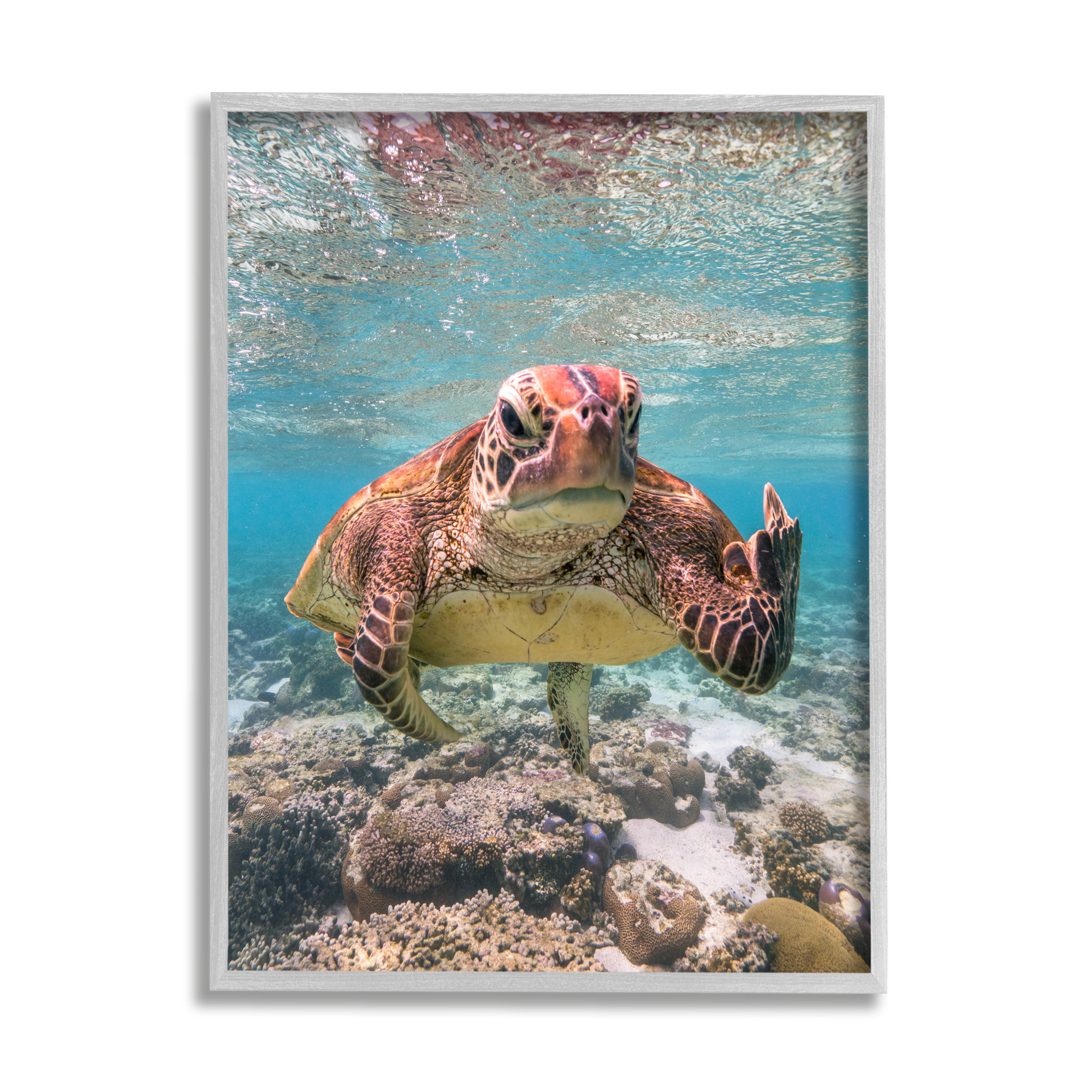 Stupell Industries Ba-402-Framed Angry Turtle Middle Finger Framed On ...