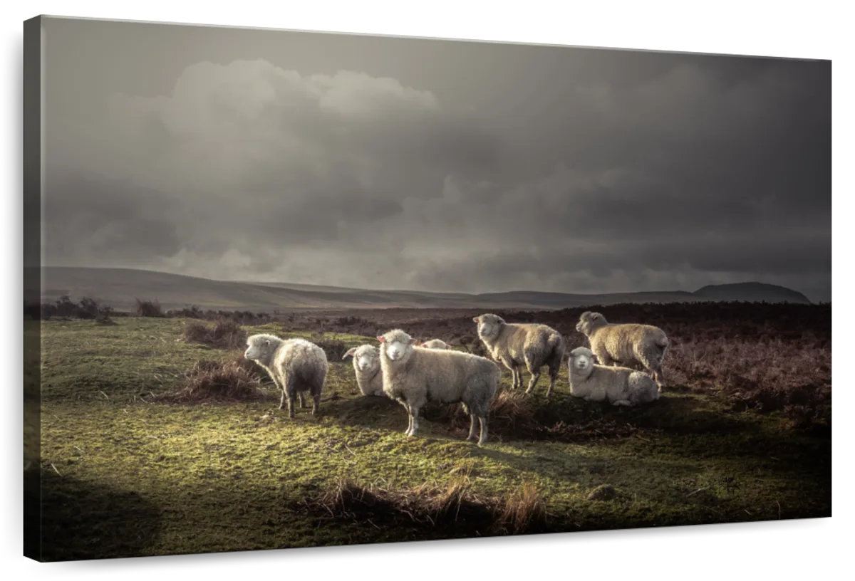 Ebern Designs Brampt Storm Grazing Sheep | Wayfair