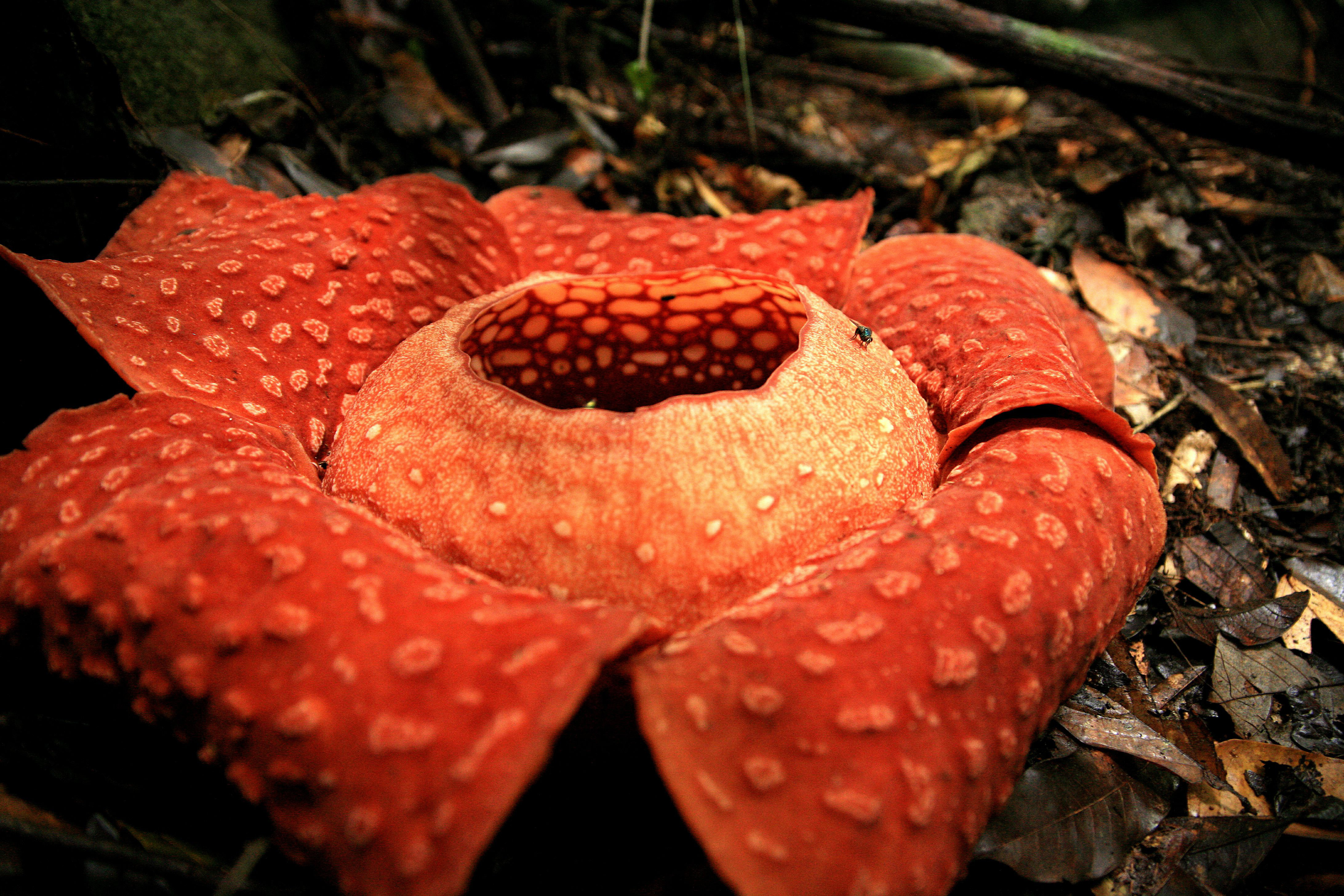 Ebern Designs Rafflesia Arnoldii by - Wrapped Canvas Photograph ...