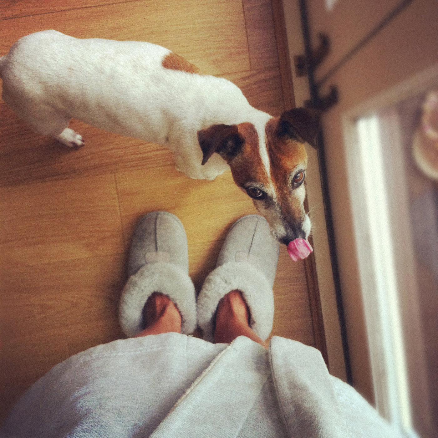 Ebern Designs Dog Waiting To Go Outside by Gollykim | Wayfair