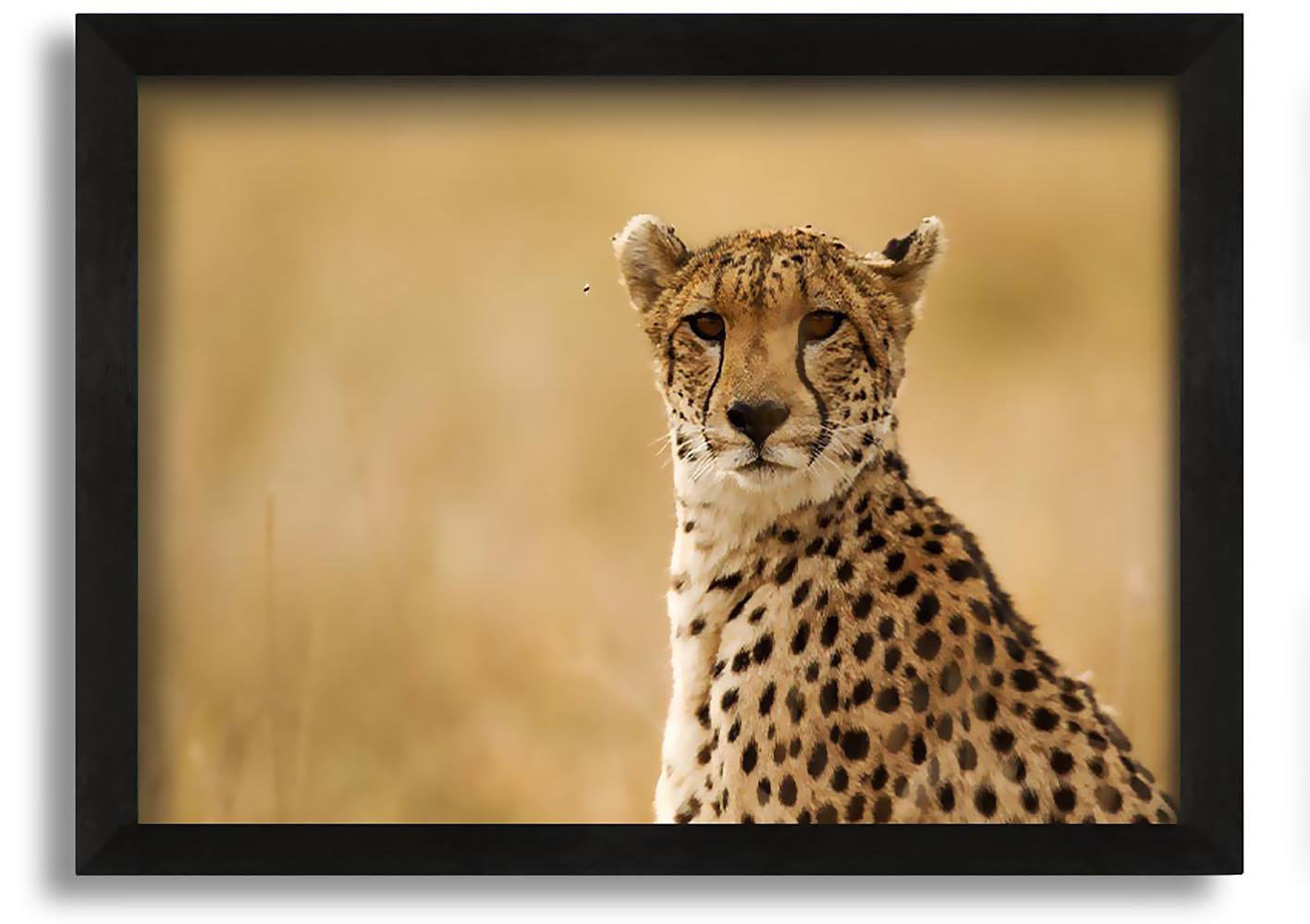 Latitude Run Cheetah Beauty - Picture Frame Photograph on Canvas ...