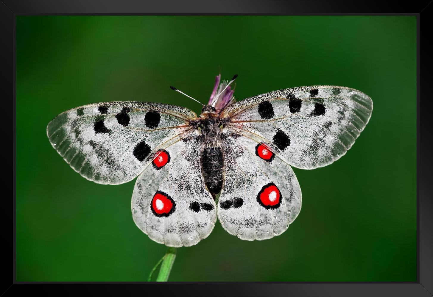 Ebern Designs Parnassius Apollo Mountain Apollo Butterfly Photo ...