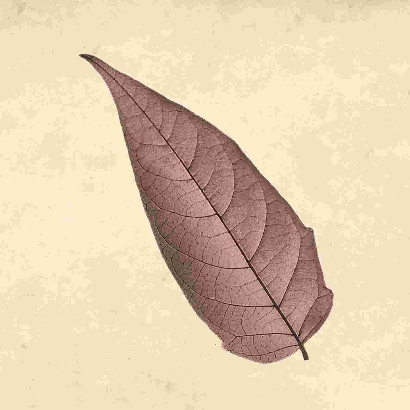 Winston Porter Traditional Sepia Leaf 7 - Wayfair Canada