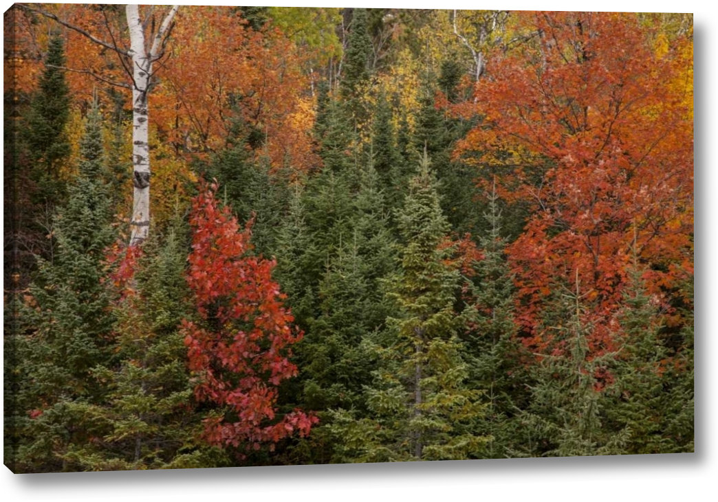 Millwood Pines Michigan Evergreens and Red Maples by Don Grall ...
