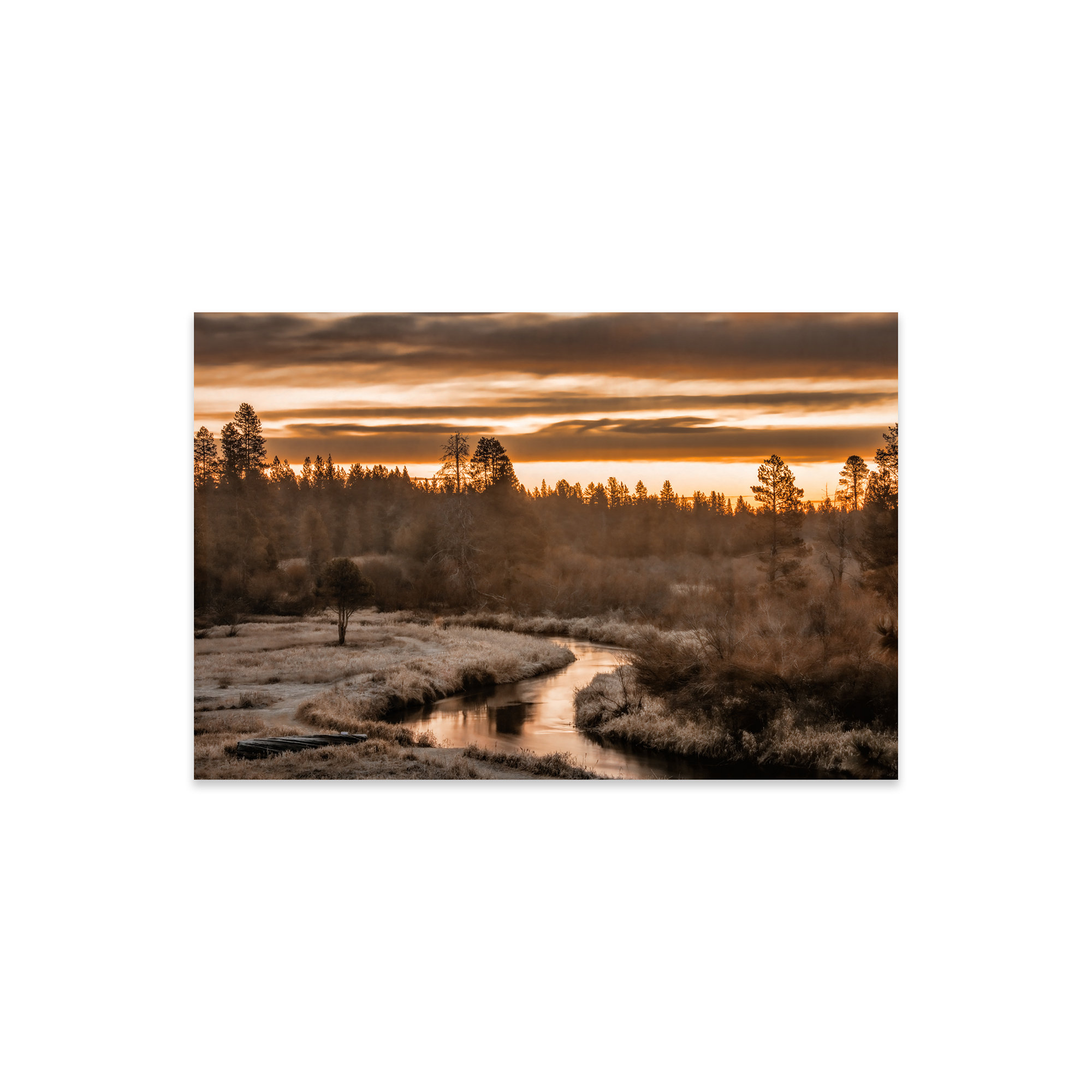 Millwood Pines Along The Little Deschutes On Plastic/Acrylic by Don ...