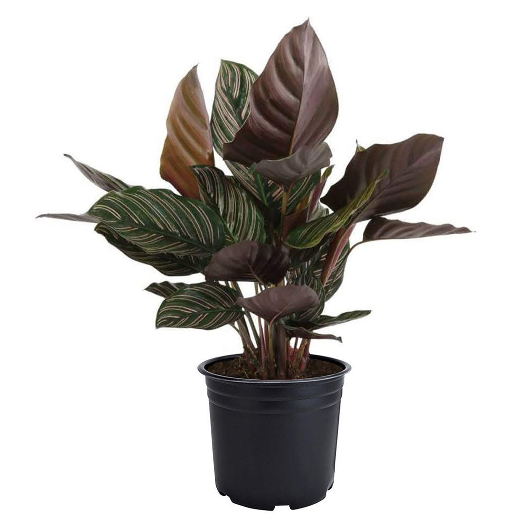 American Plant Exchange Calathea Ornata Pinstripe, 4-Inch Live Tropical ...