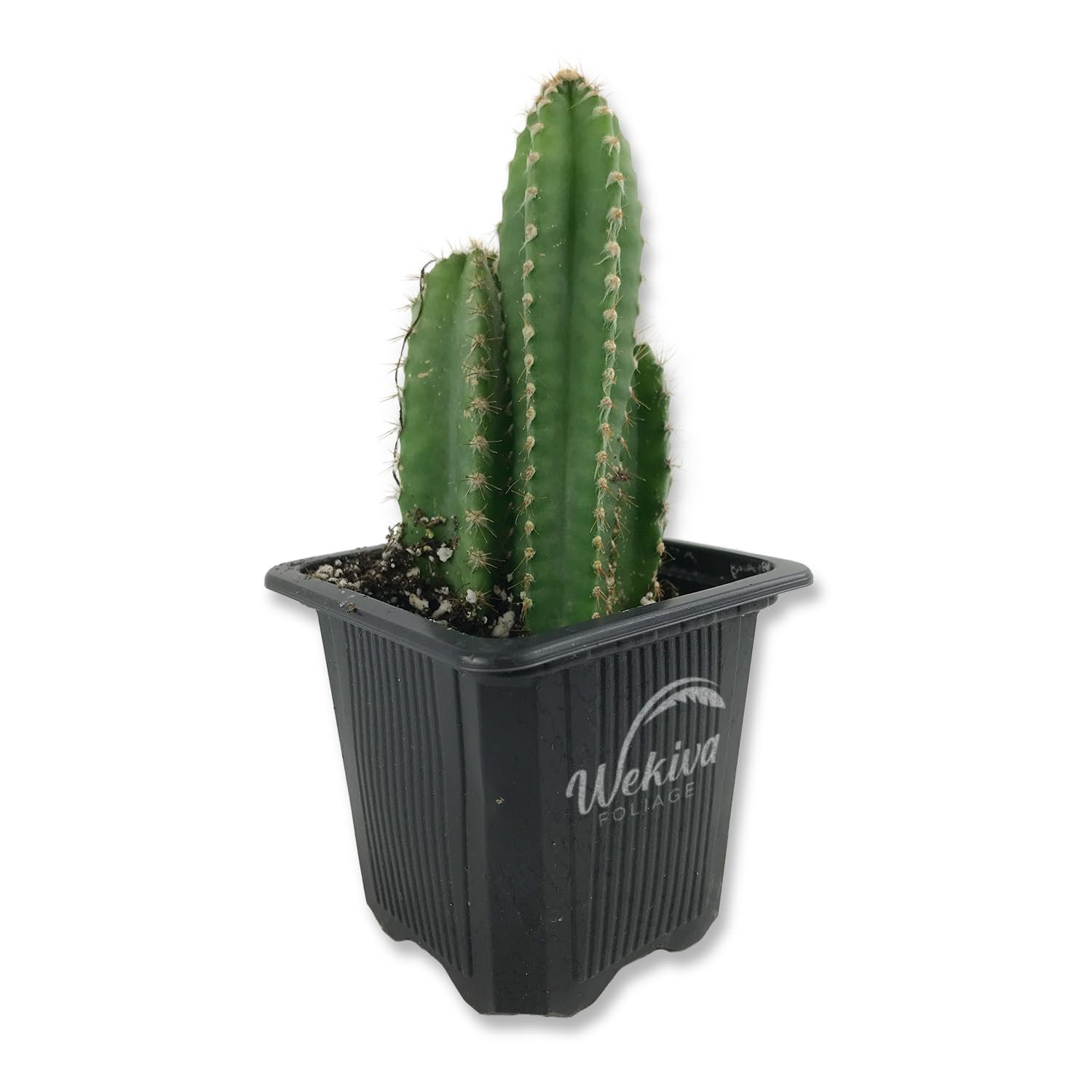 Wekiva Foliage LLC Fairy Castle Cactus - Live Plant in a 3 Inch Pot ...