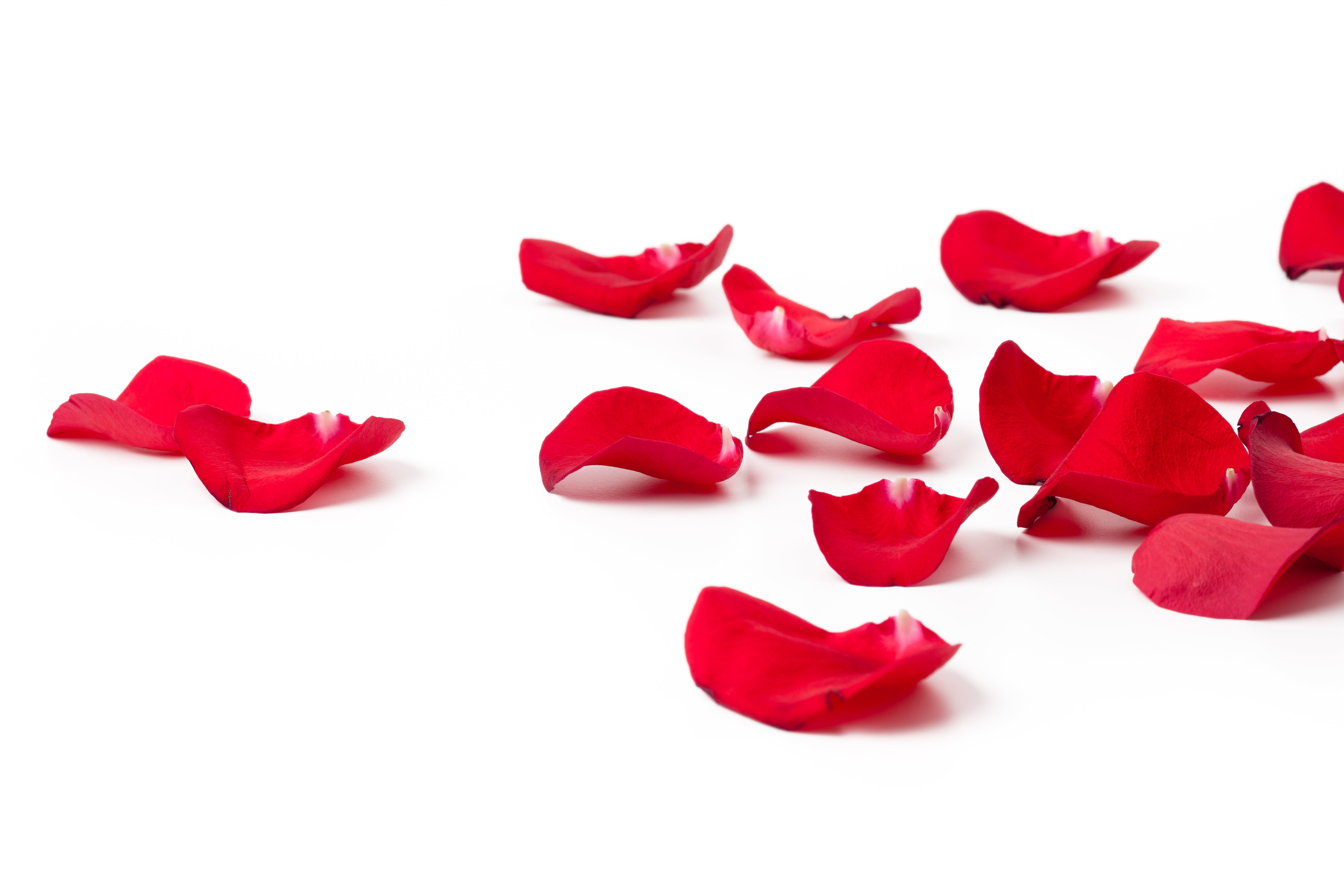 Latitude Run® Laying Down Rose Petals by Esolla | Wayfair