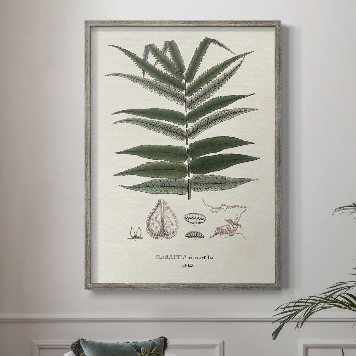 Lark Manor™ Botanical Society Ferns XII Framed Print - Solid Wood | Wayfair