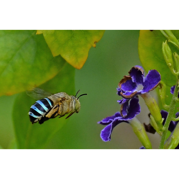 Gracie Oaks Derean Bee On Canvas by Jayeshgshah Photograph | Wayfair