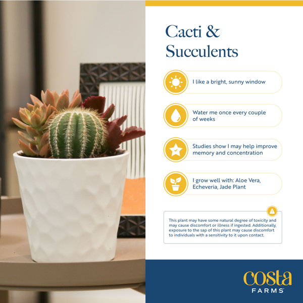 Costa Farms 48 Piece Costa Farms Live Mini Succulent Low Maintenance ...