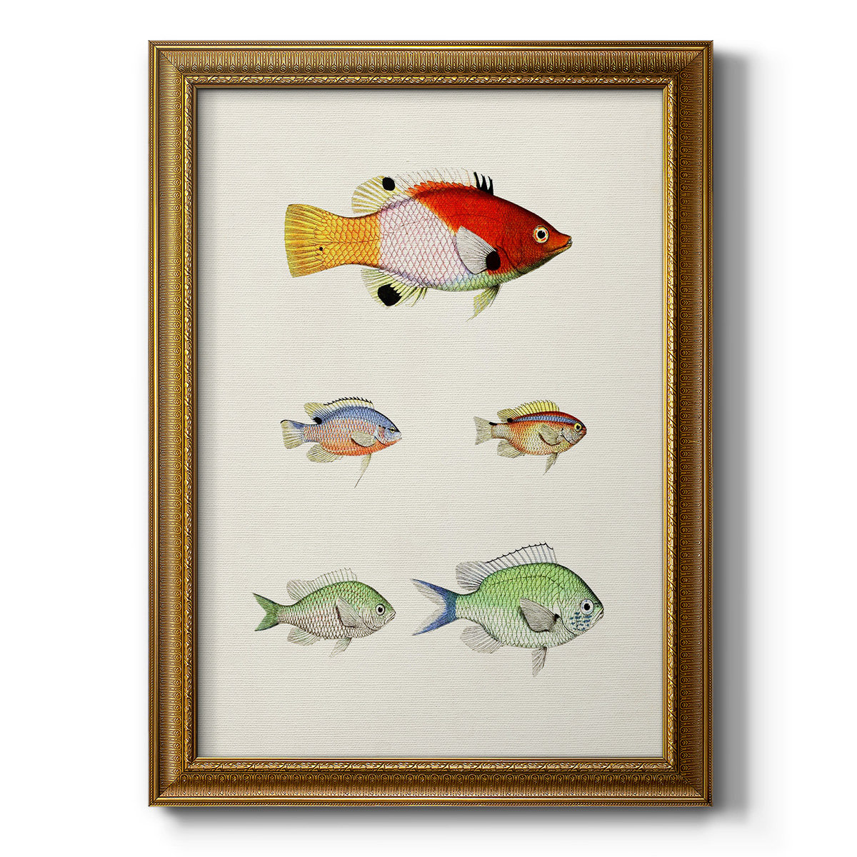 Rosecliff Heights «Colorful Tropical Fish I», reproduction d'art sur ...
