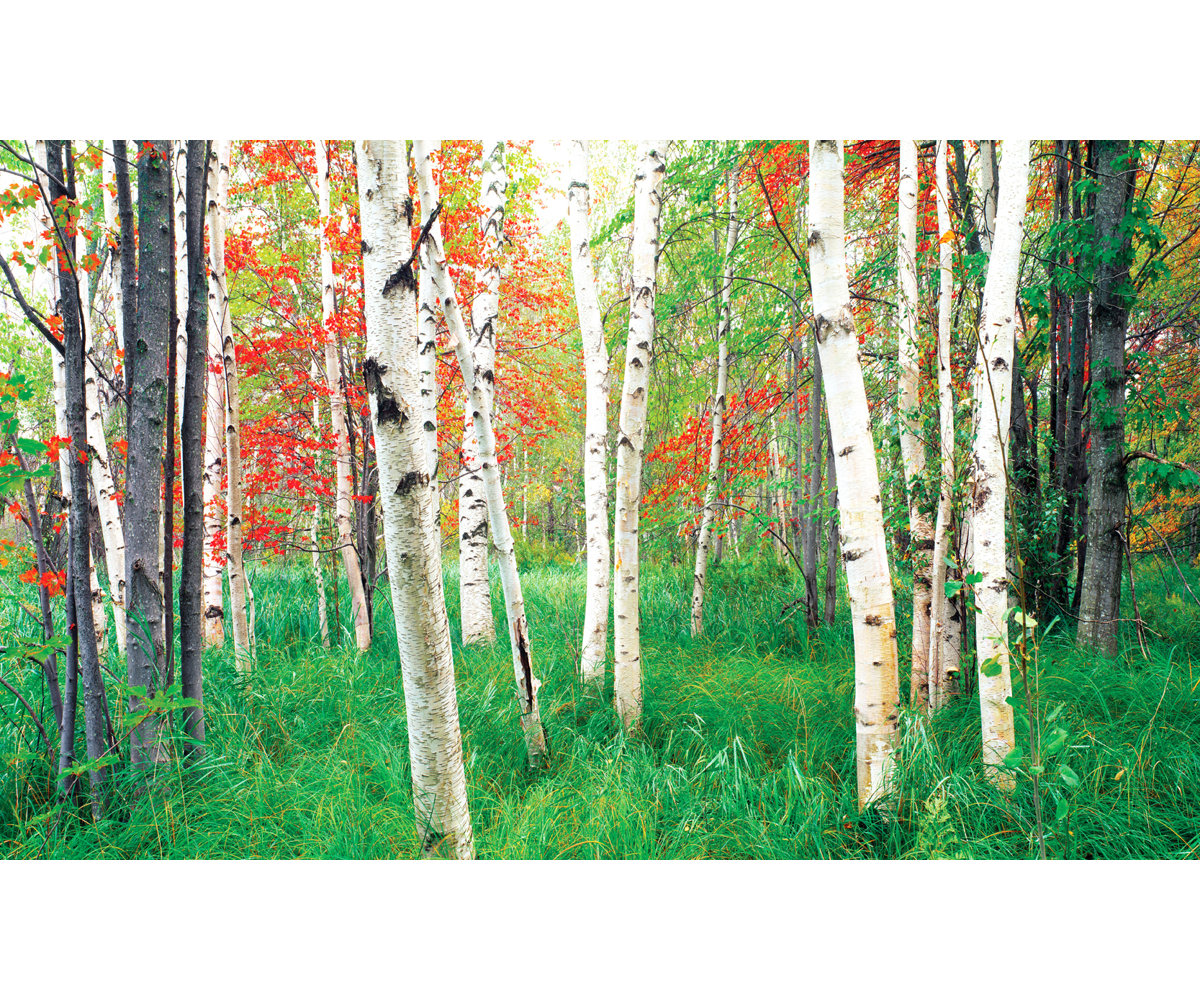 Millwood Pines Woods Window Decal | Wayfair