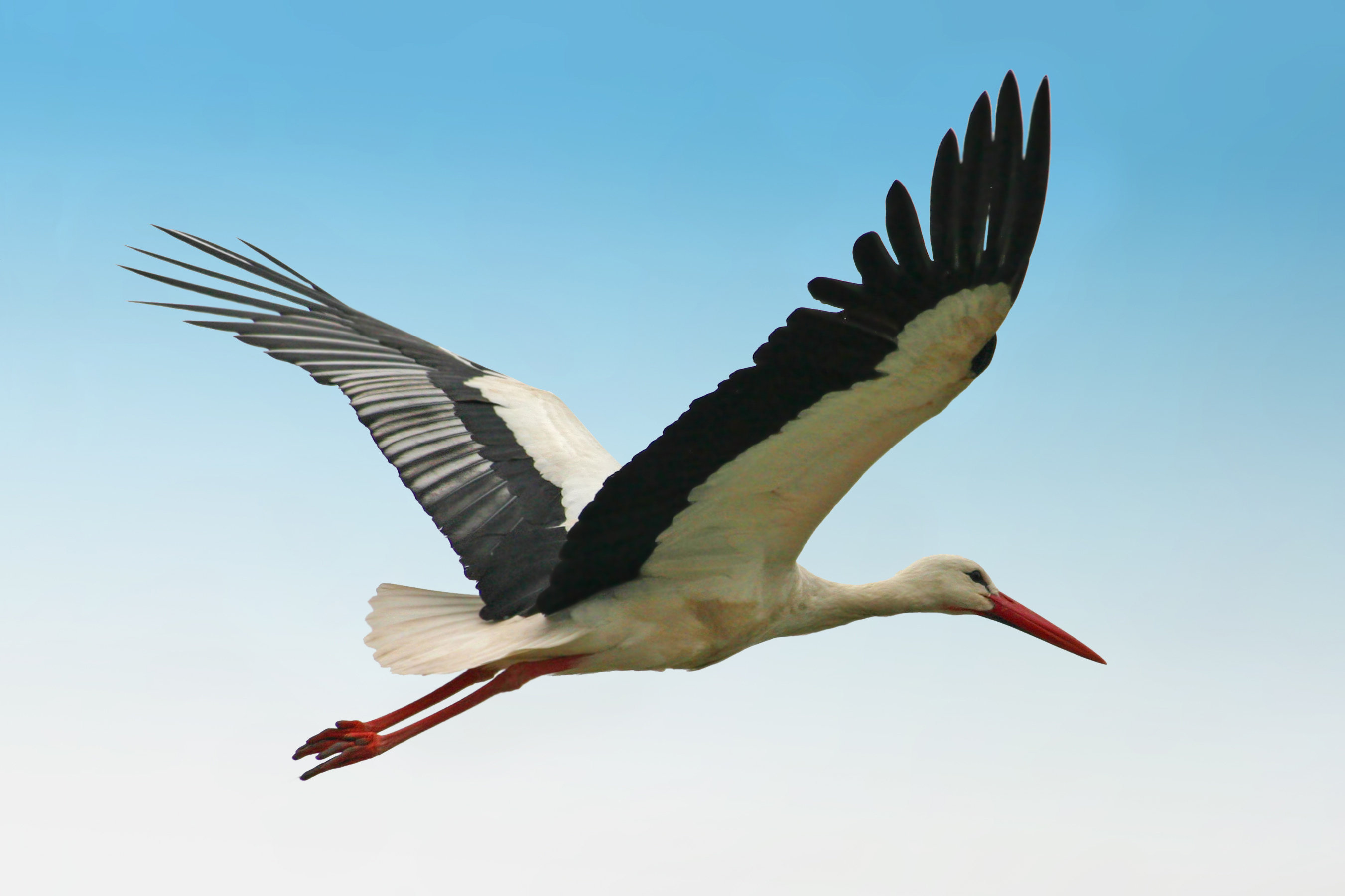 Ebern Designs Stork with Wings Spread High Midflight by Albydetweede ...