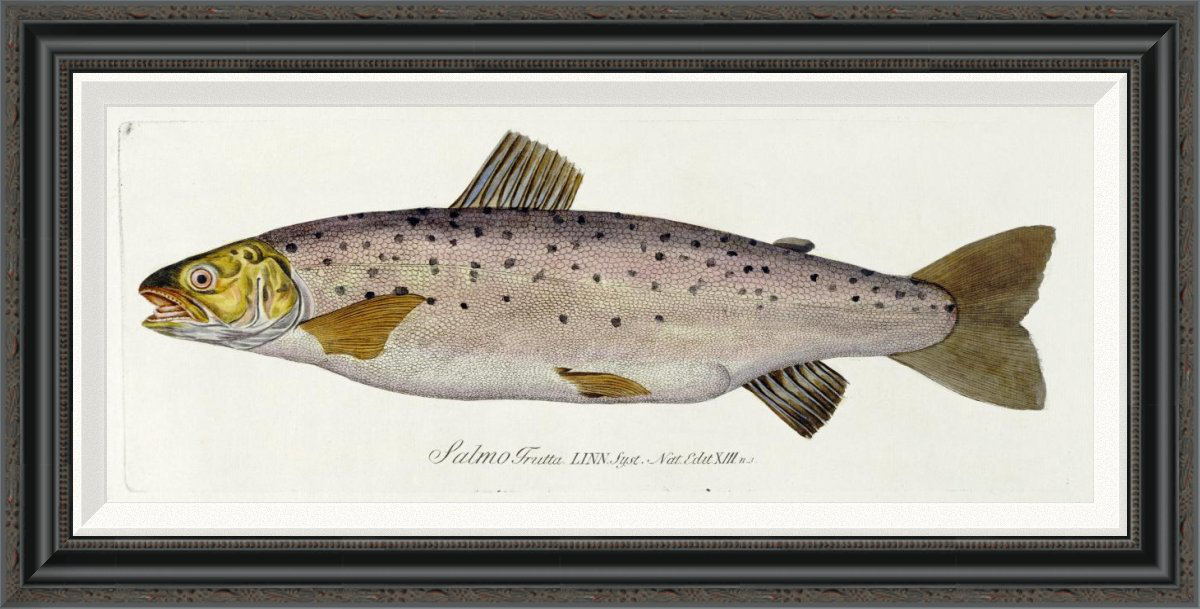 Global Gallery 'Salmon Engraving' by Baron Carl Von Meidinger Framed ...