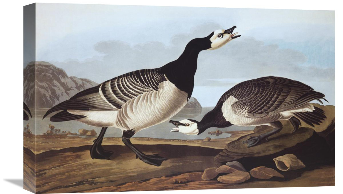 Global Gallery 'Barnacle Goose' by John James Audubon Painting Print on ...