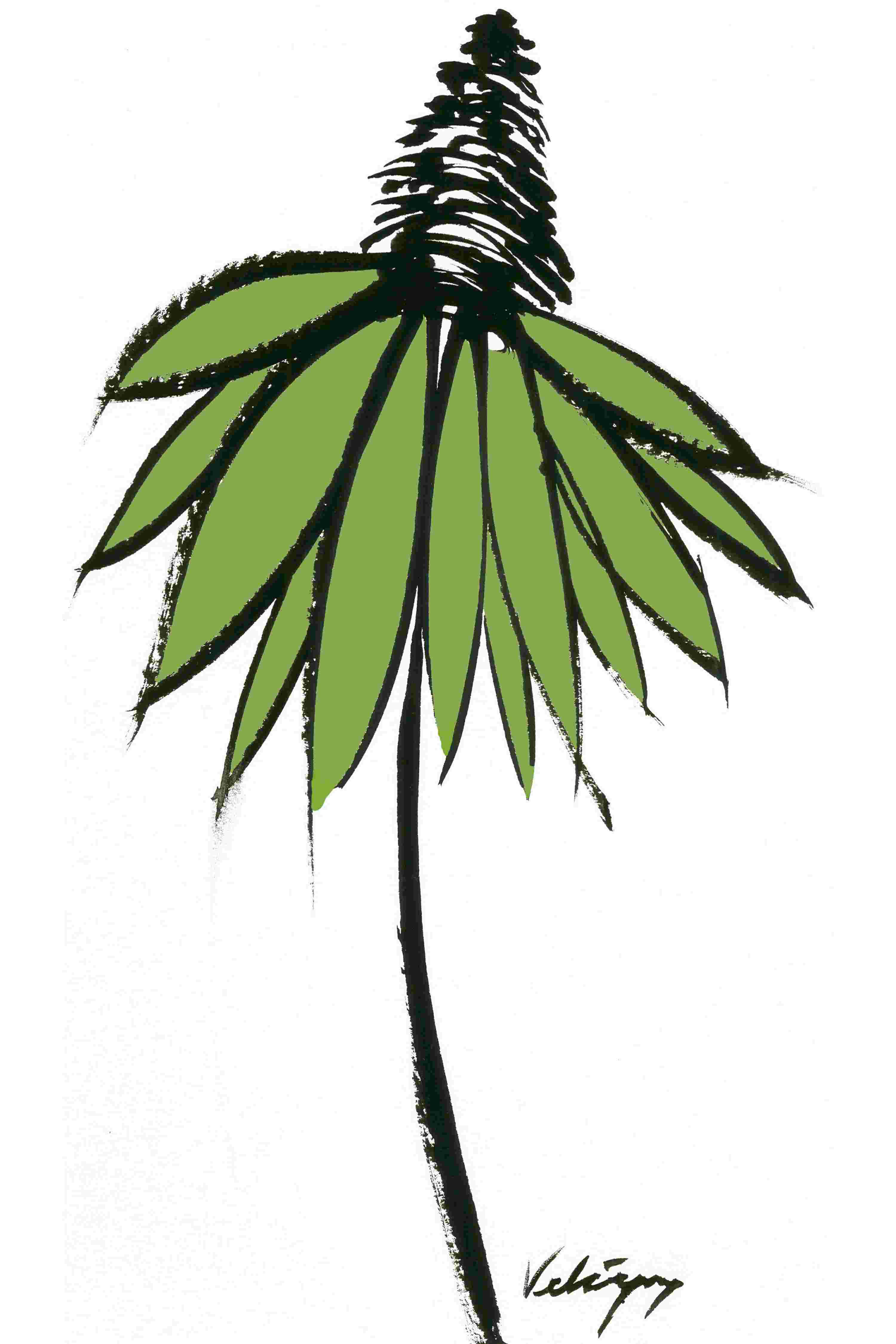Red Barrel Studio® Graphic Cone Flower II - Wayfair Canada