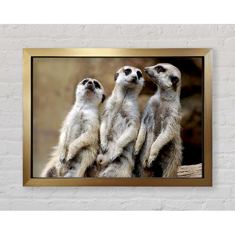 Union Rustic Trio Of Leaning Meerkats - Single Picture Frame Art Prints ...