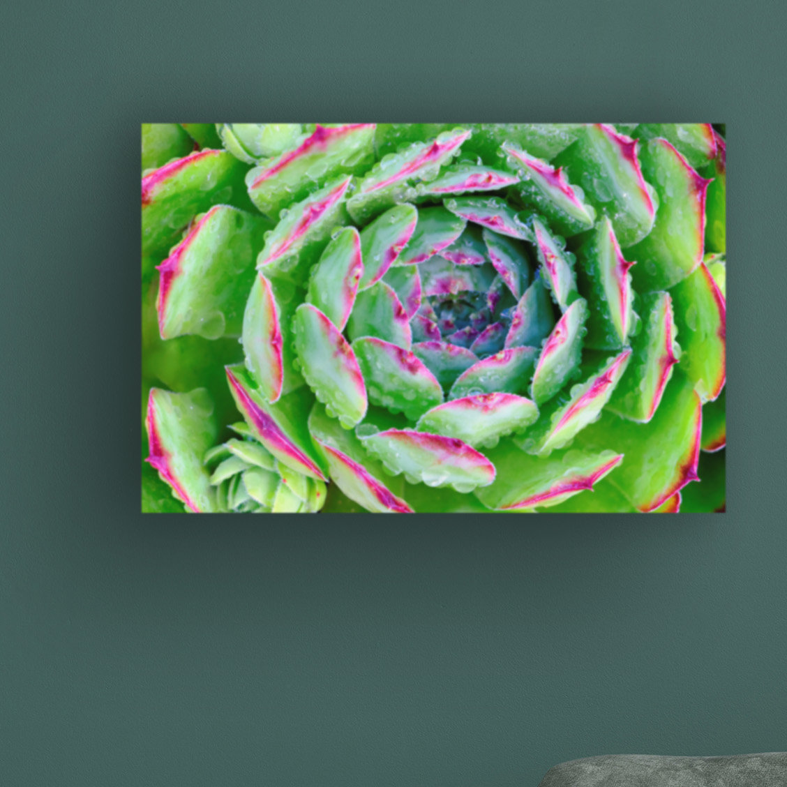 Dakota Fields Cora Niele 'Sempervivum Close Up' Canvas Art - Wayfair Canada