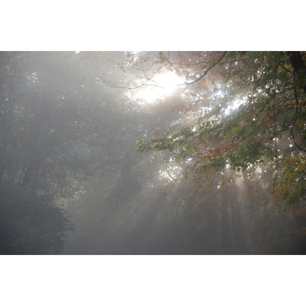 Marlow Home Co. Sun Rays Through Forest Canopy - Wrapped Canvas Art ...