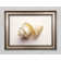 Bright Star Stunning White Shell - Print | Wayfair.co.uk
