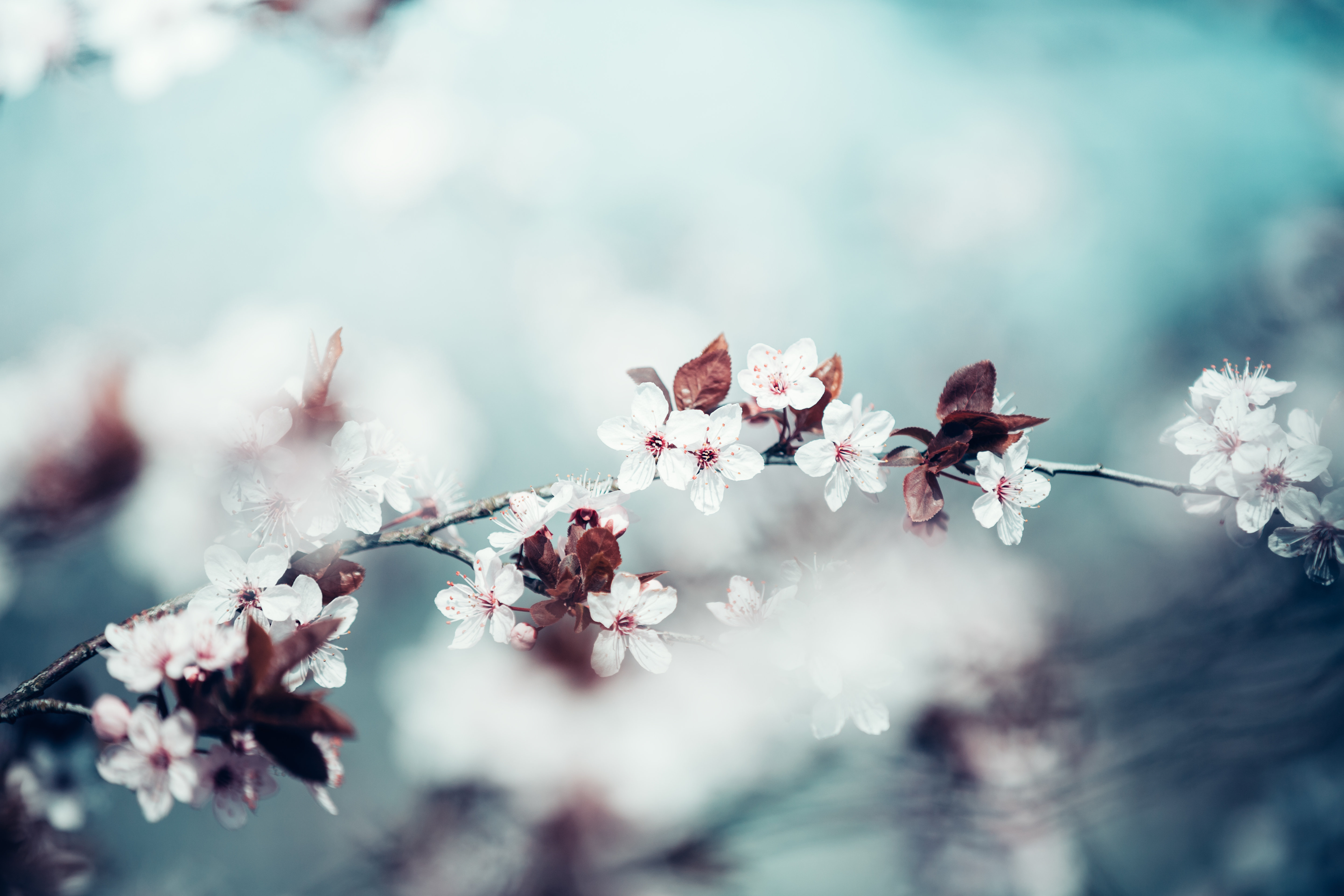 Ebern Designs Cherry Tree in Spring by Borchee | Wayfair