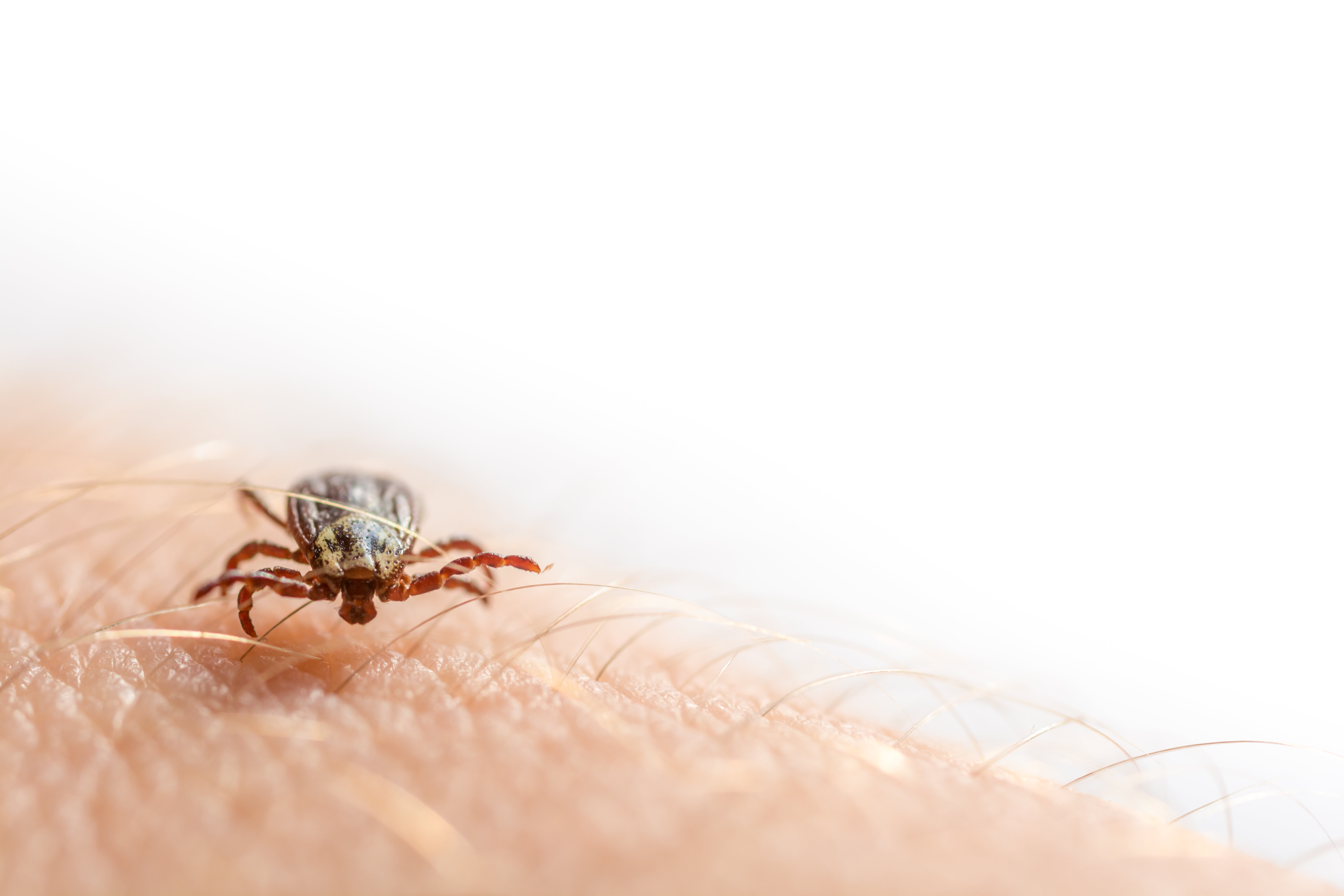 Ebern Designs Tick Crawling by Ralf Geithe - Wrapped Canvas Photograph ...