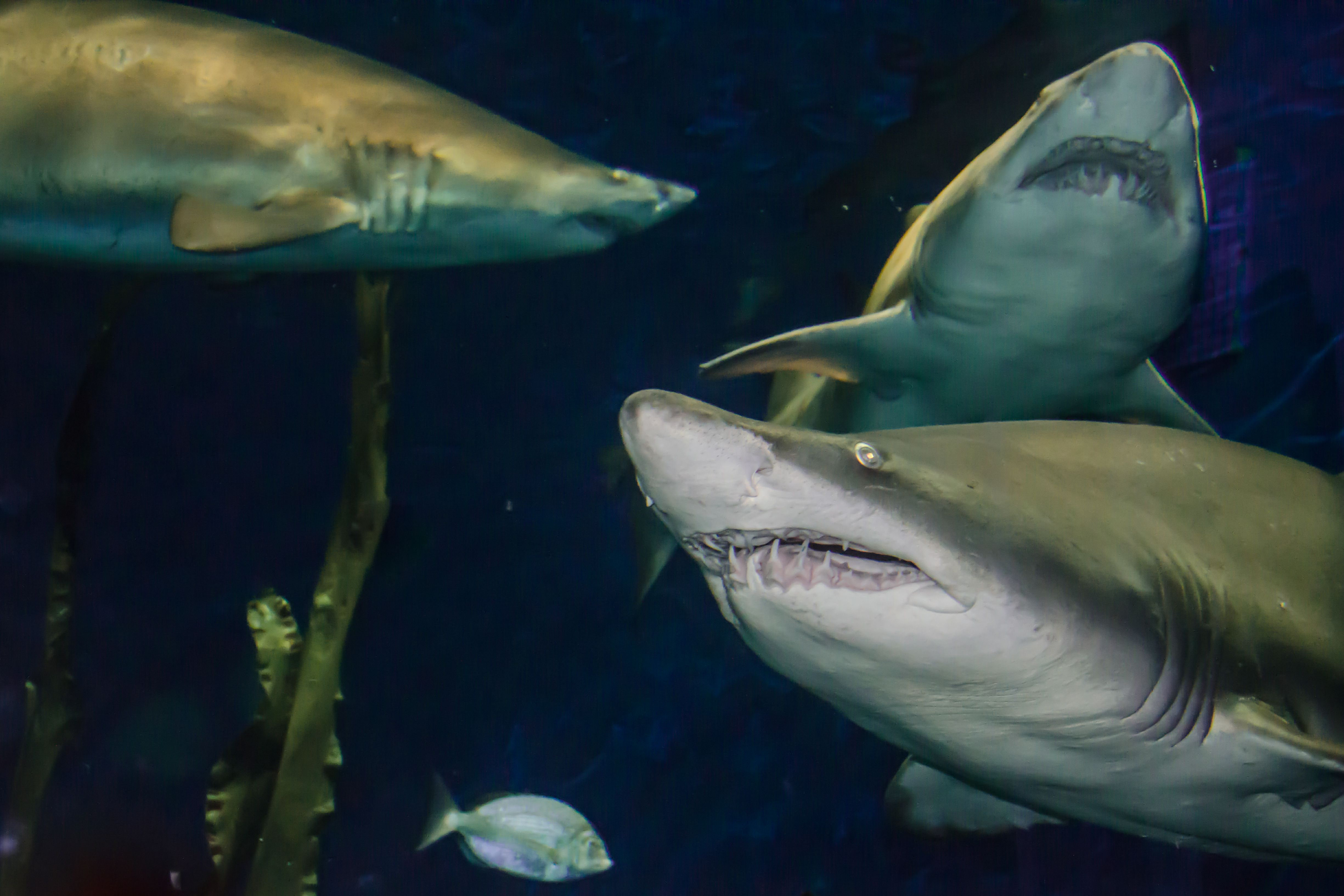 Highland Dunes Sand Tiger Shark by Jasonondreicka - Wrapped Canvas ...