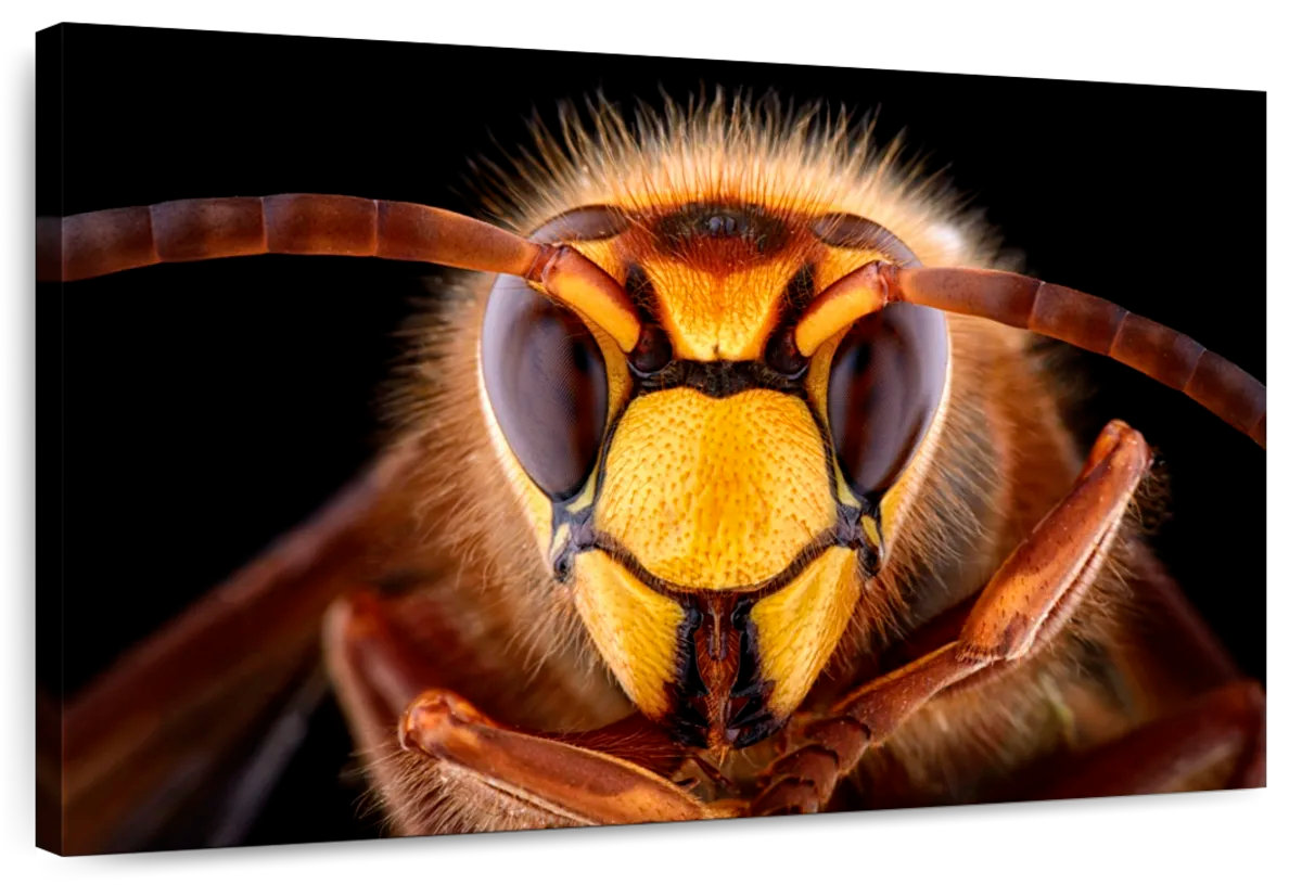 Ebern Designs European Hornet Head - Wayfair Canada