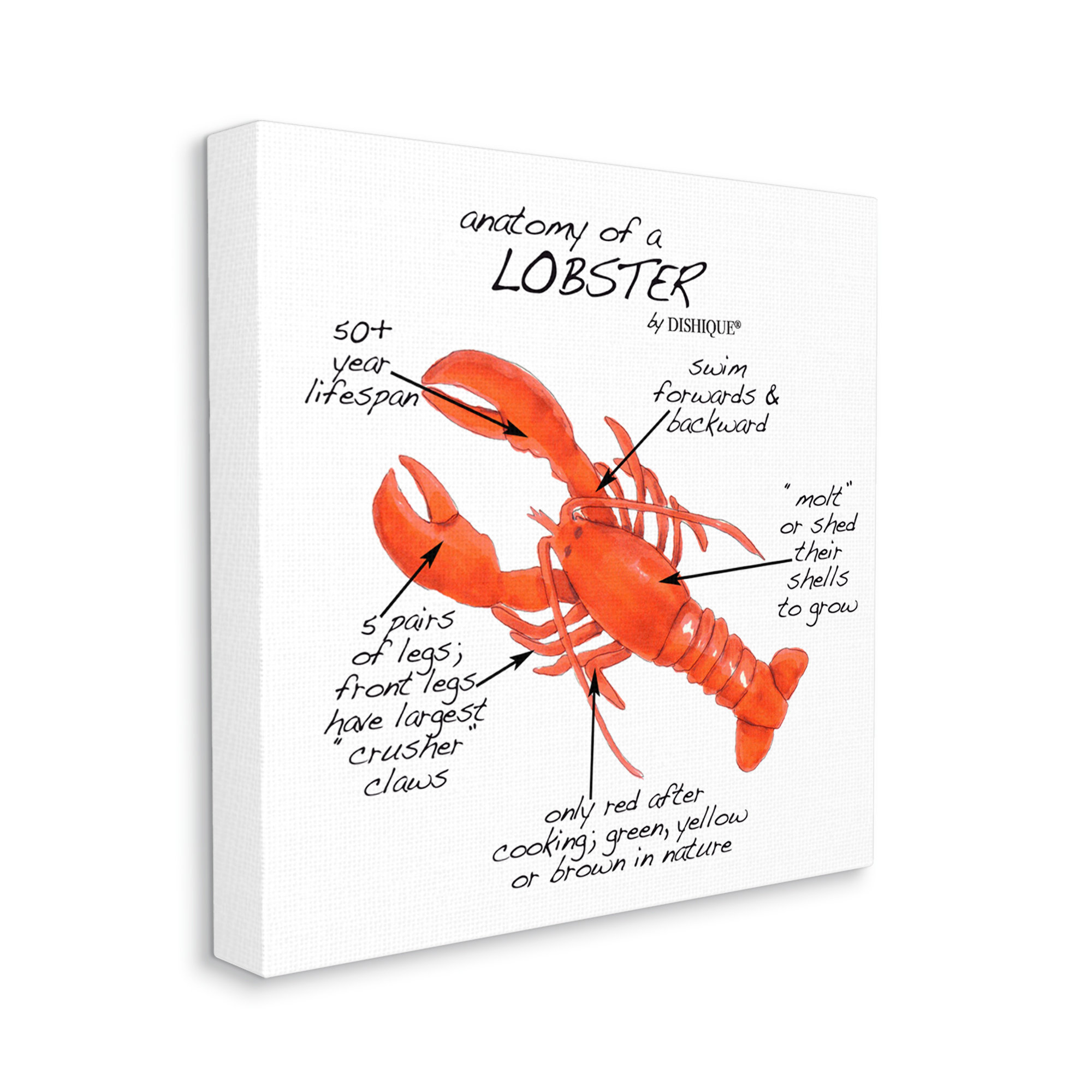 Stupell Industries Lobster Anatomy Nautical Sea Life Learning Chart by ...