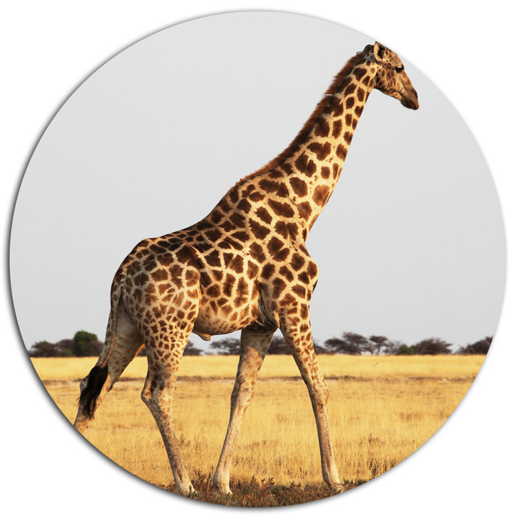 DesignArt Single Giraffe In Africa Walking On Metal Print - Wayfair Canada