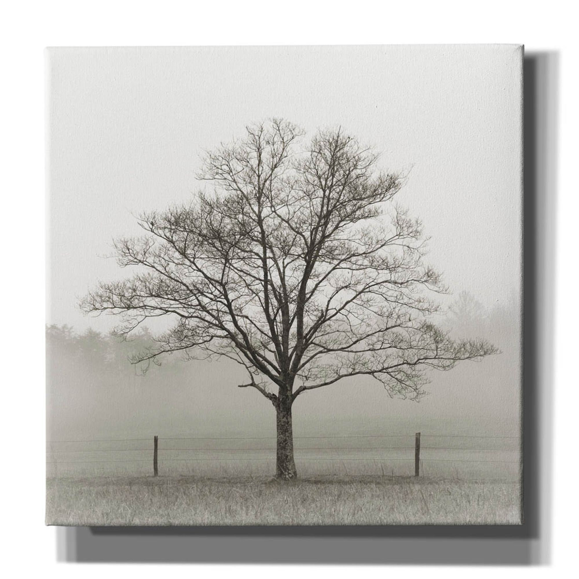Red Barrel Studio Winter Tree, Cades Cove On Canvas by Nicholas Bell ...