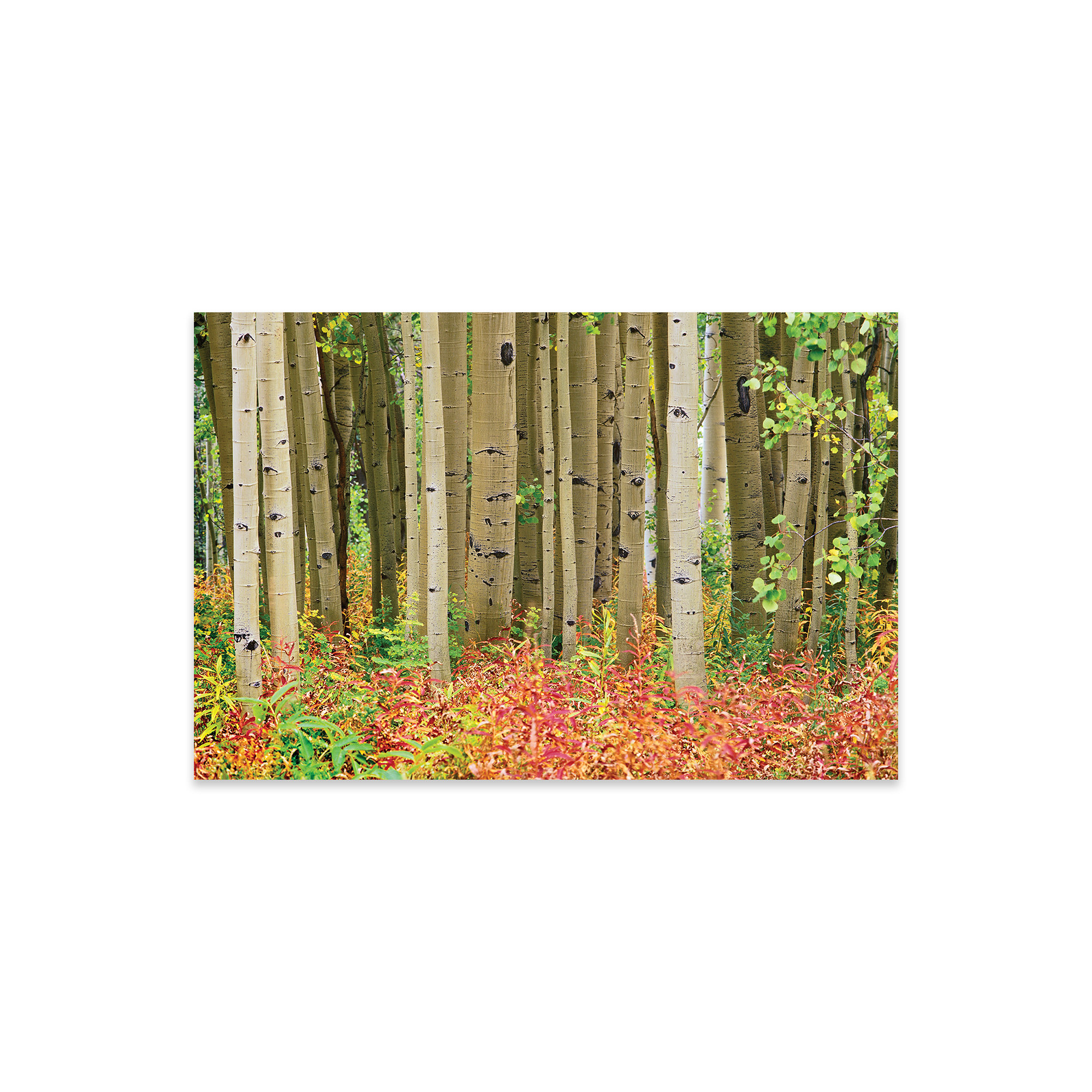 Millwood Pines Quaking Aspen Trees And Fireweed, Collegiate Peaks ...