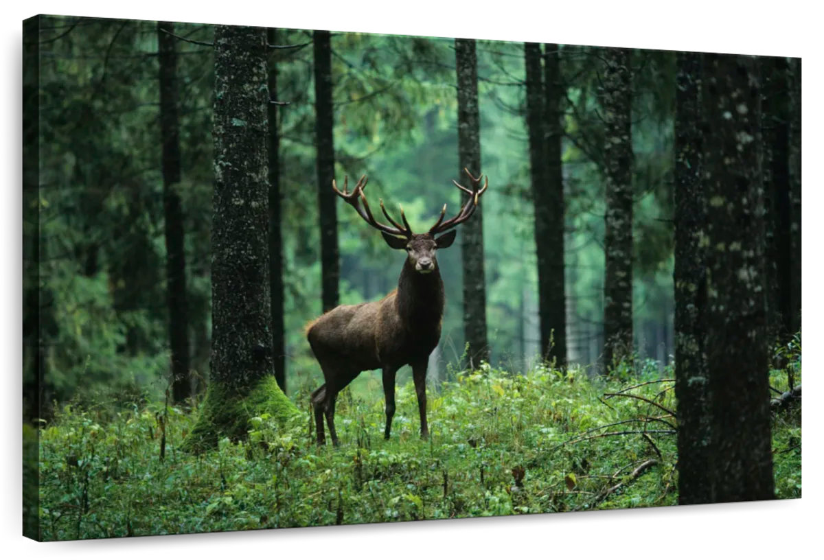 Ebern Designs Elk In Forest - Wayfair Canada