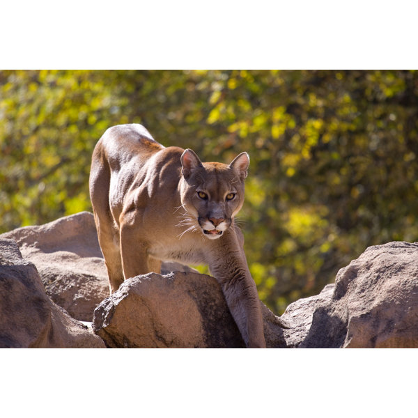 Ebern Designs Puma Concolor (Cougar) - Wrapped Canvas Print | Wayfair.co.uk