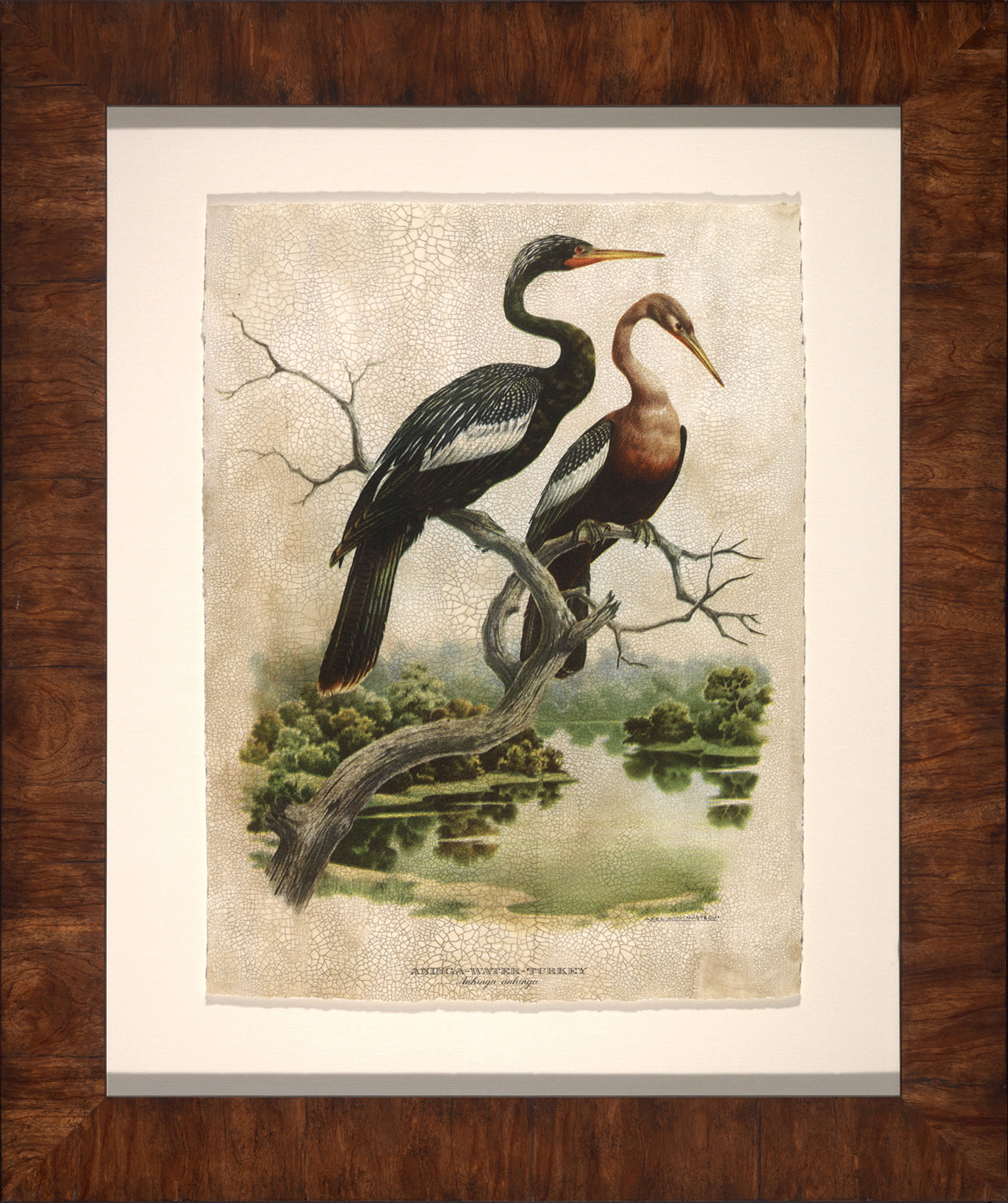 Wendover Art Group Water Turkey - Picture Frame Painting on Paper | Wayfair