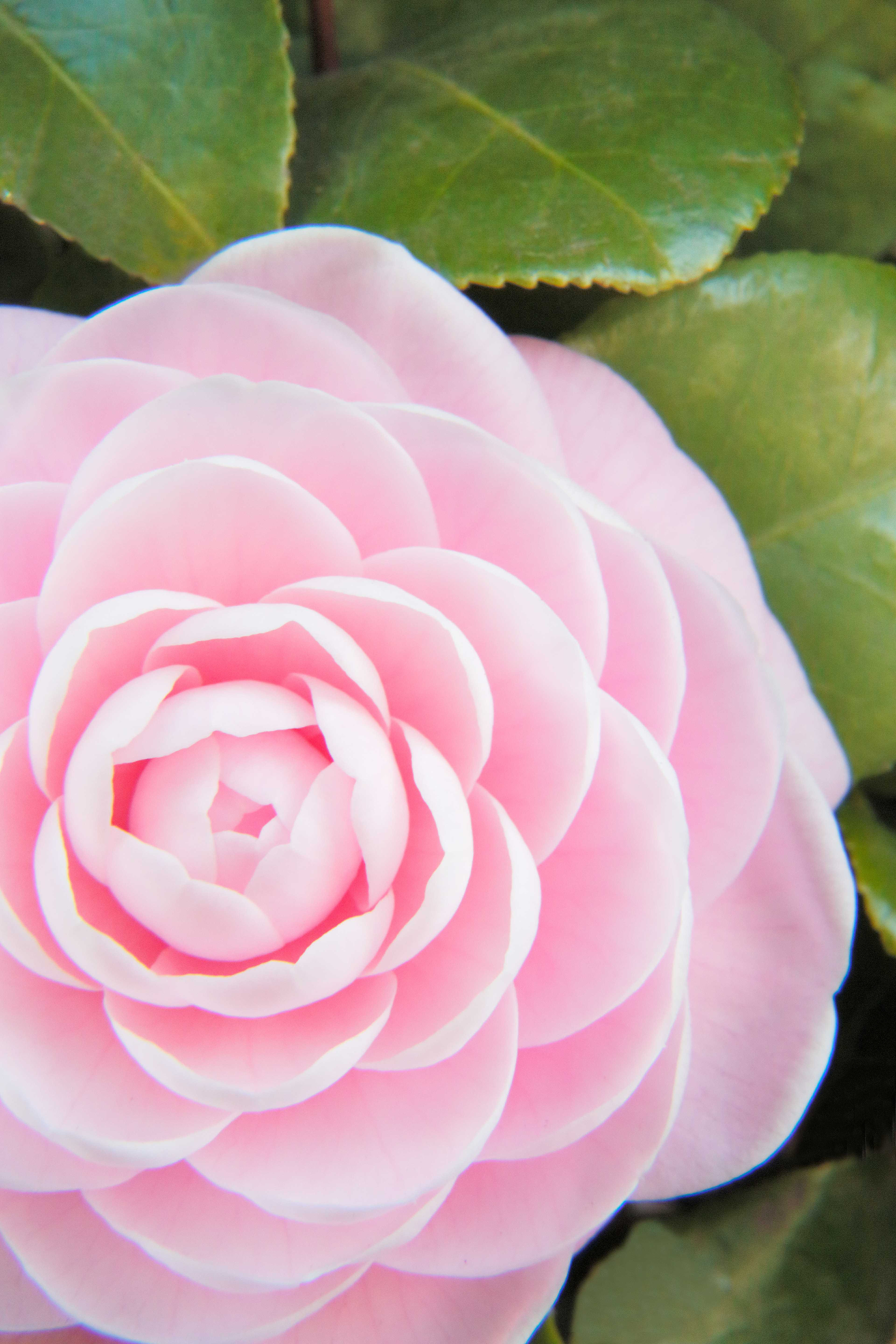 Ebern Designs Camellia - Wrapped Canvas Photograph | Wayfair